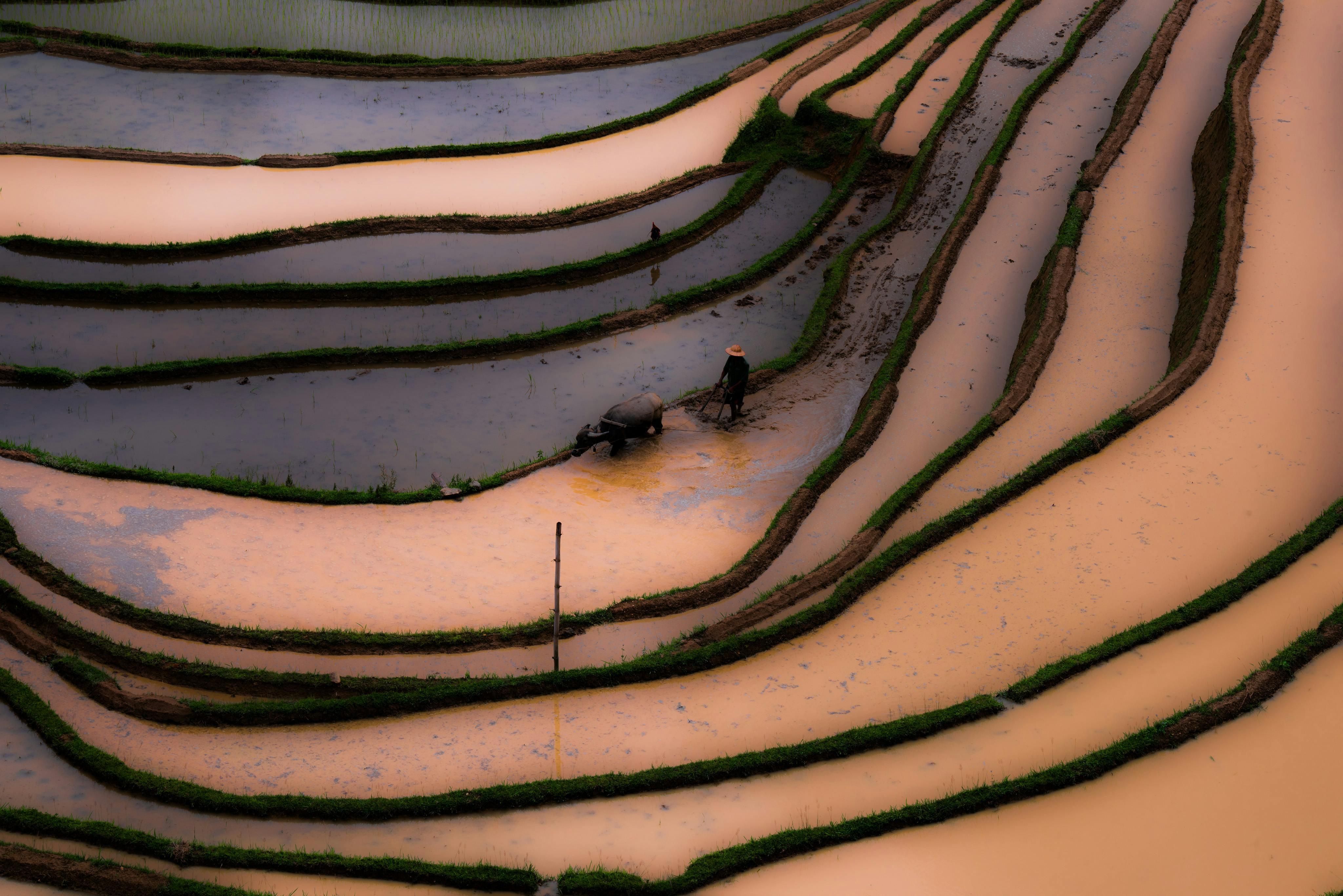 View of Rice Terraces · Free Stock Photo