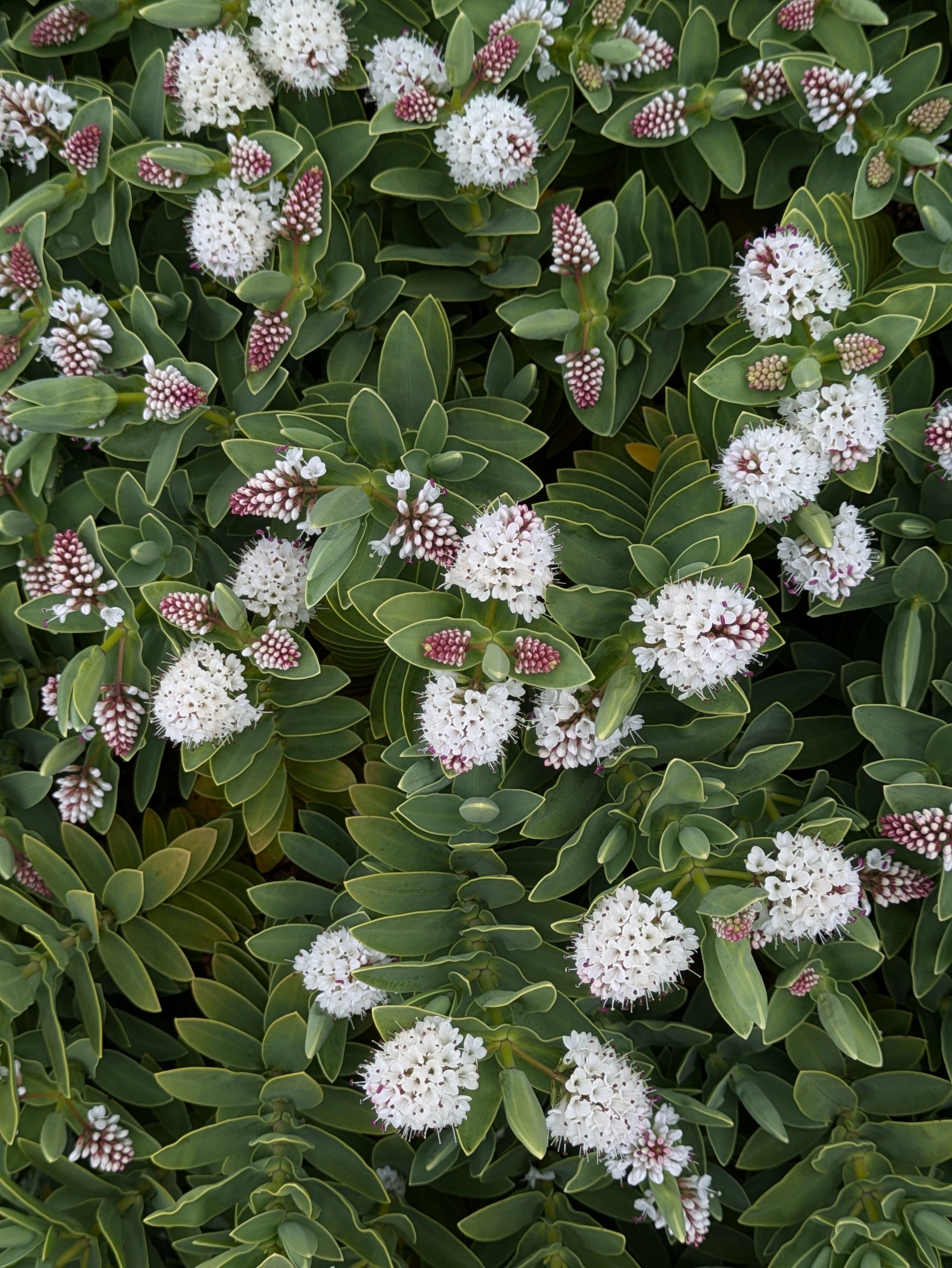 Close-up of a Hebe Plant · Free Stock Photo