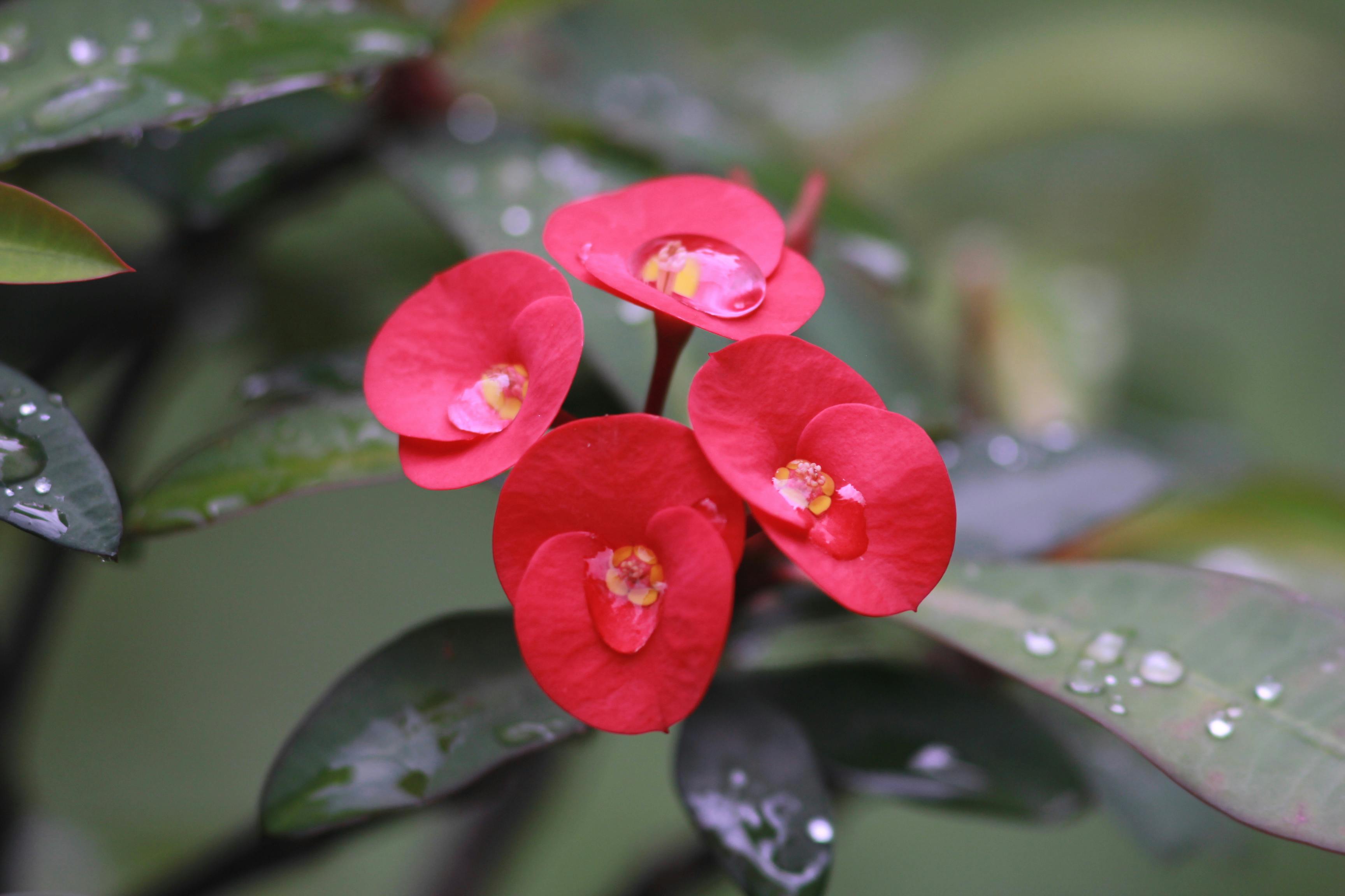 Senula Santhanayaka - Photography