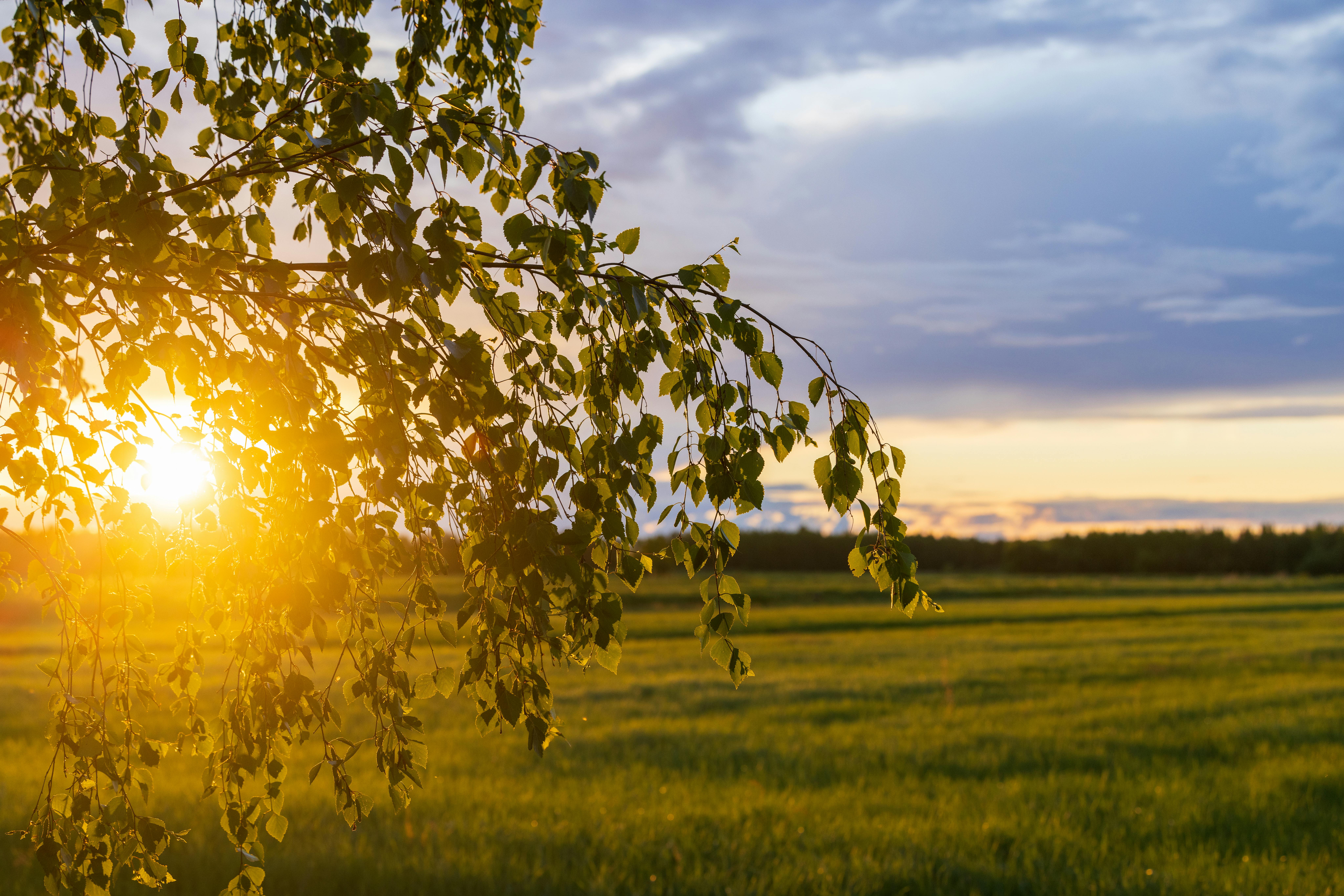 Sun Piercing through Leaves of Tree · Free Stock Photo