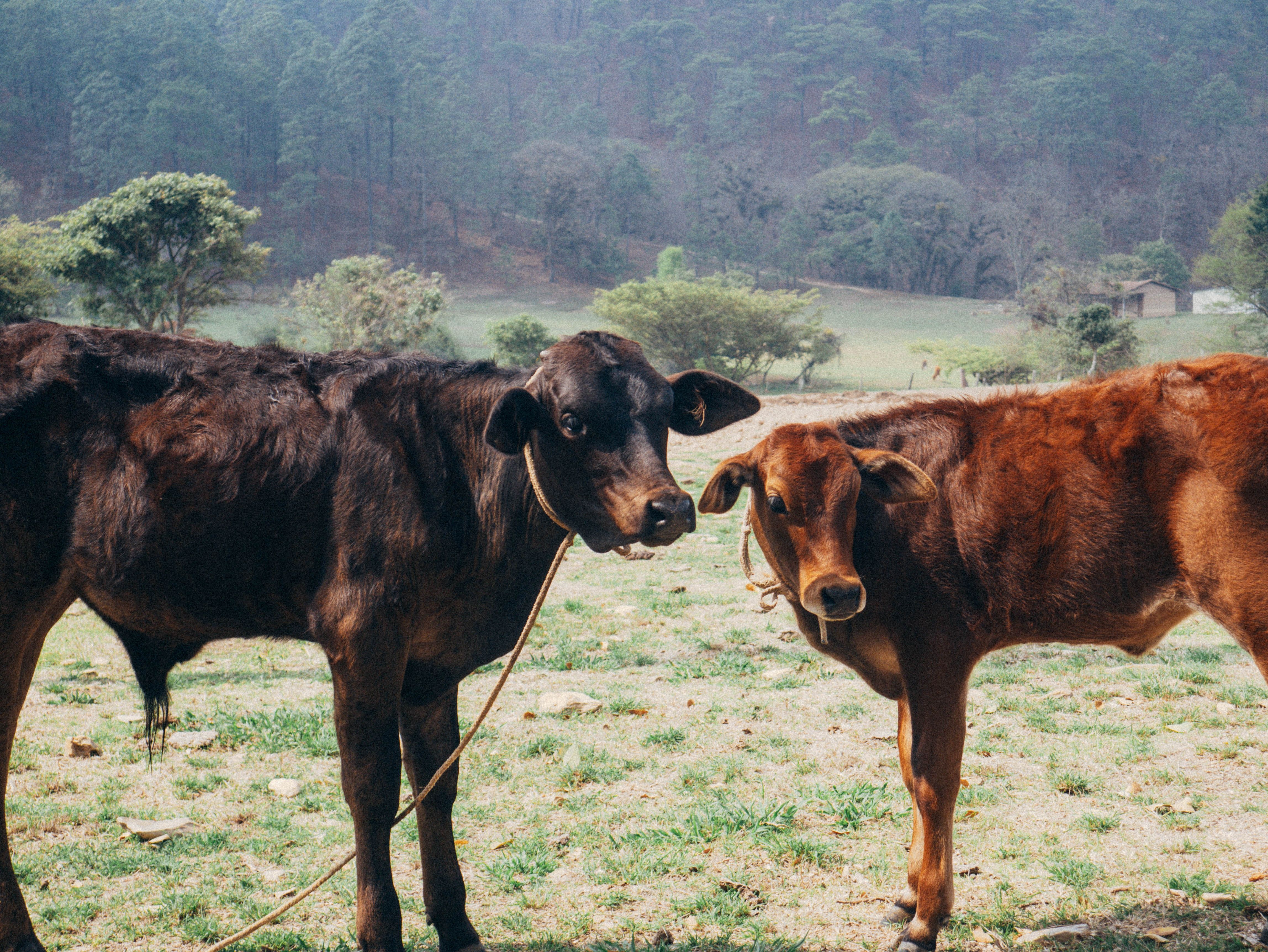 2 cows · Free Stock Photo