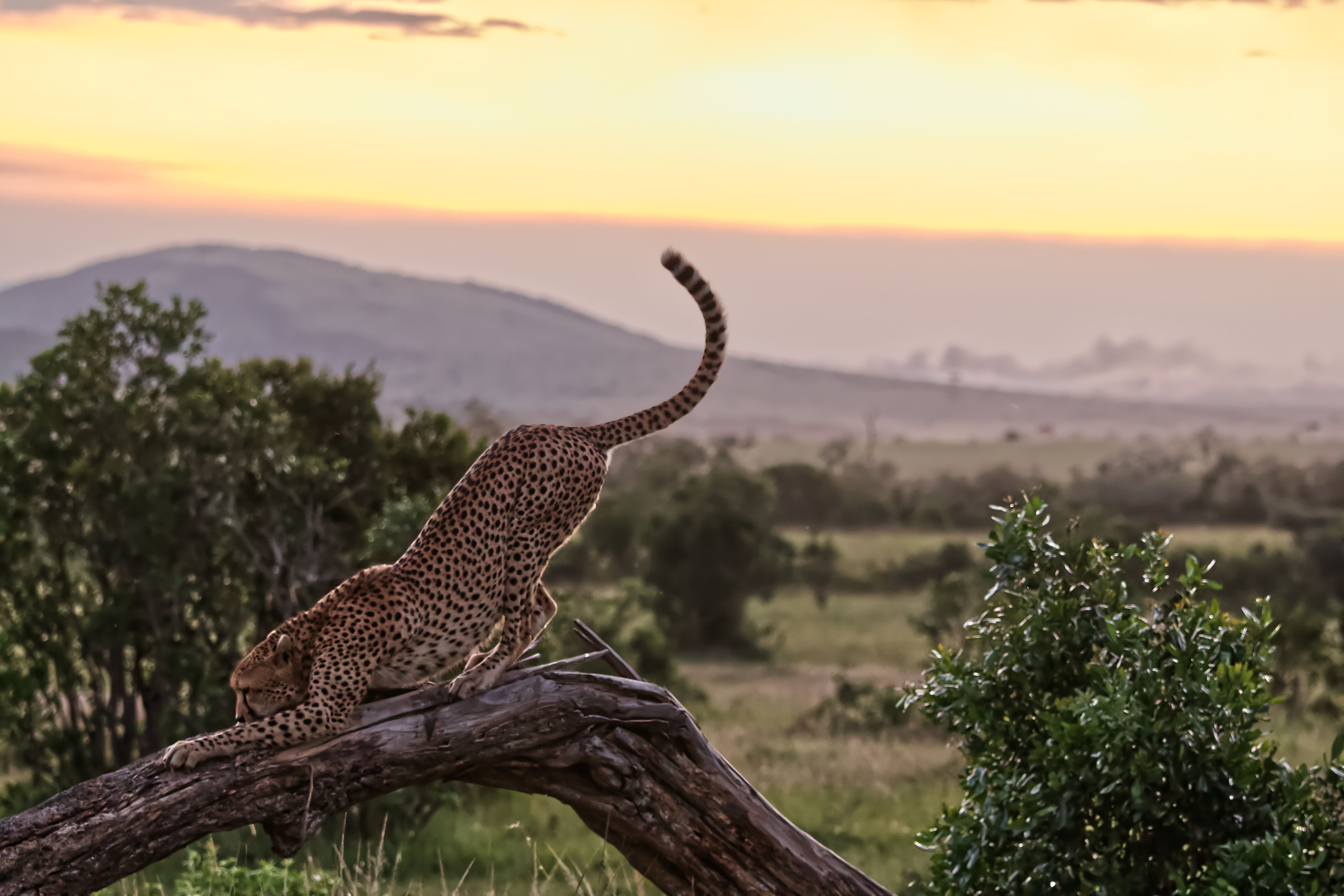 Cheetah on Tree on Savannah · Free Stock Photo