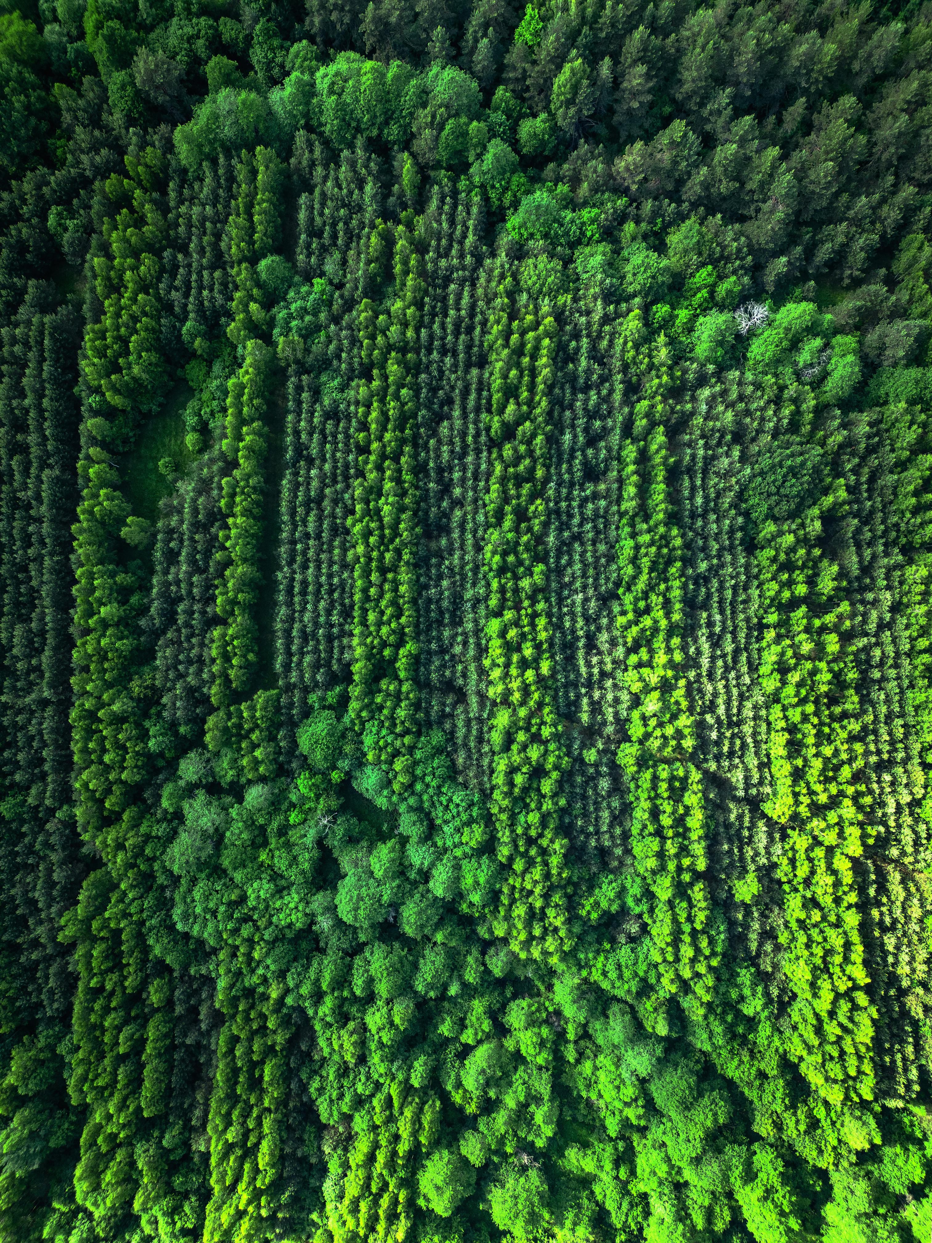 Aerial View of Green Reforested Area · Free Stock Photo