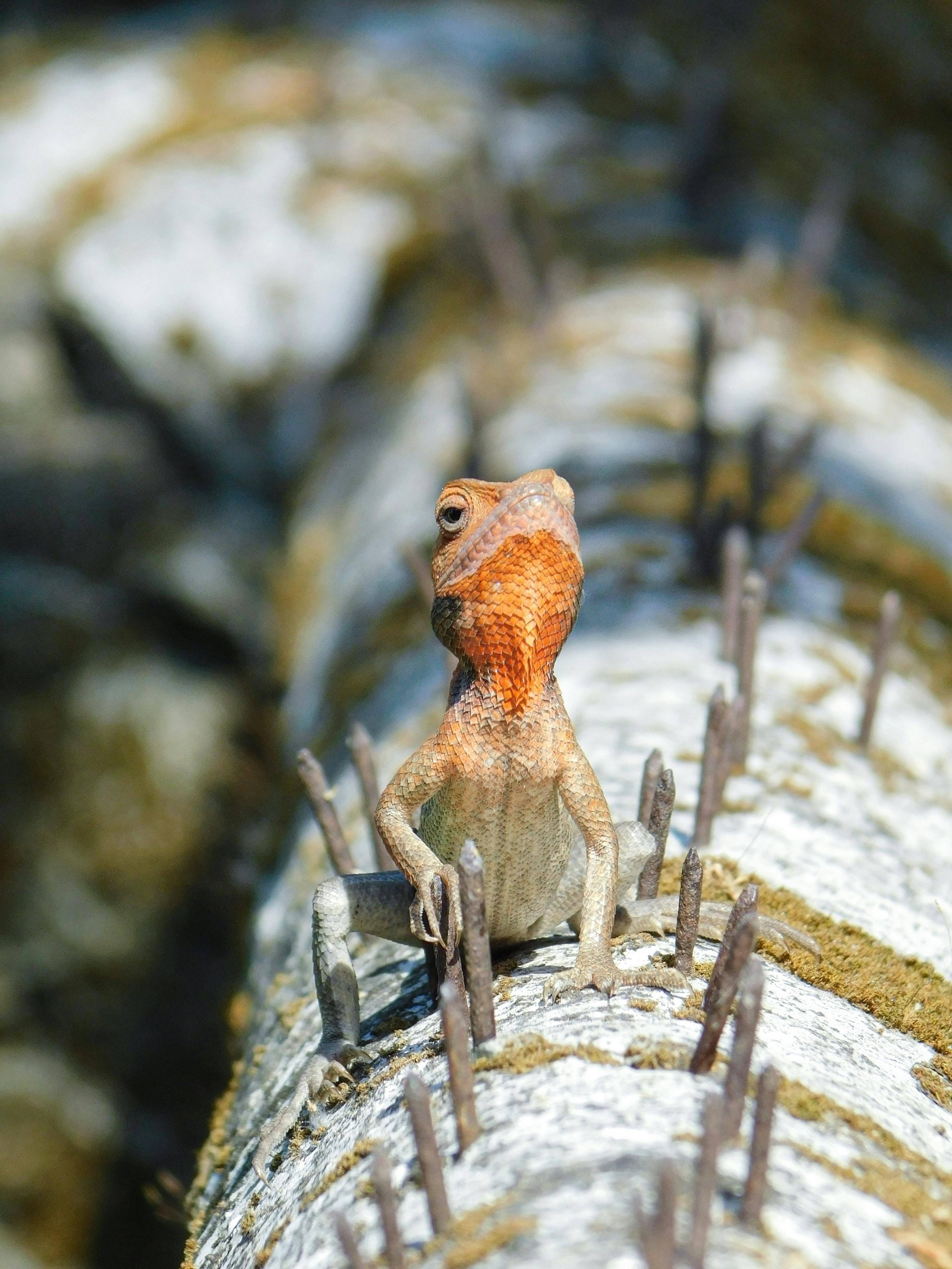Oriental Garden Lizard with Orange Chin Sitting on Wooden Log with ...