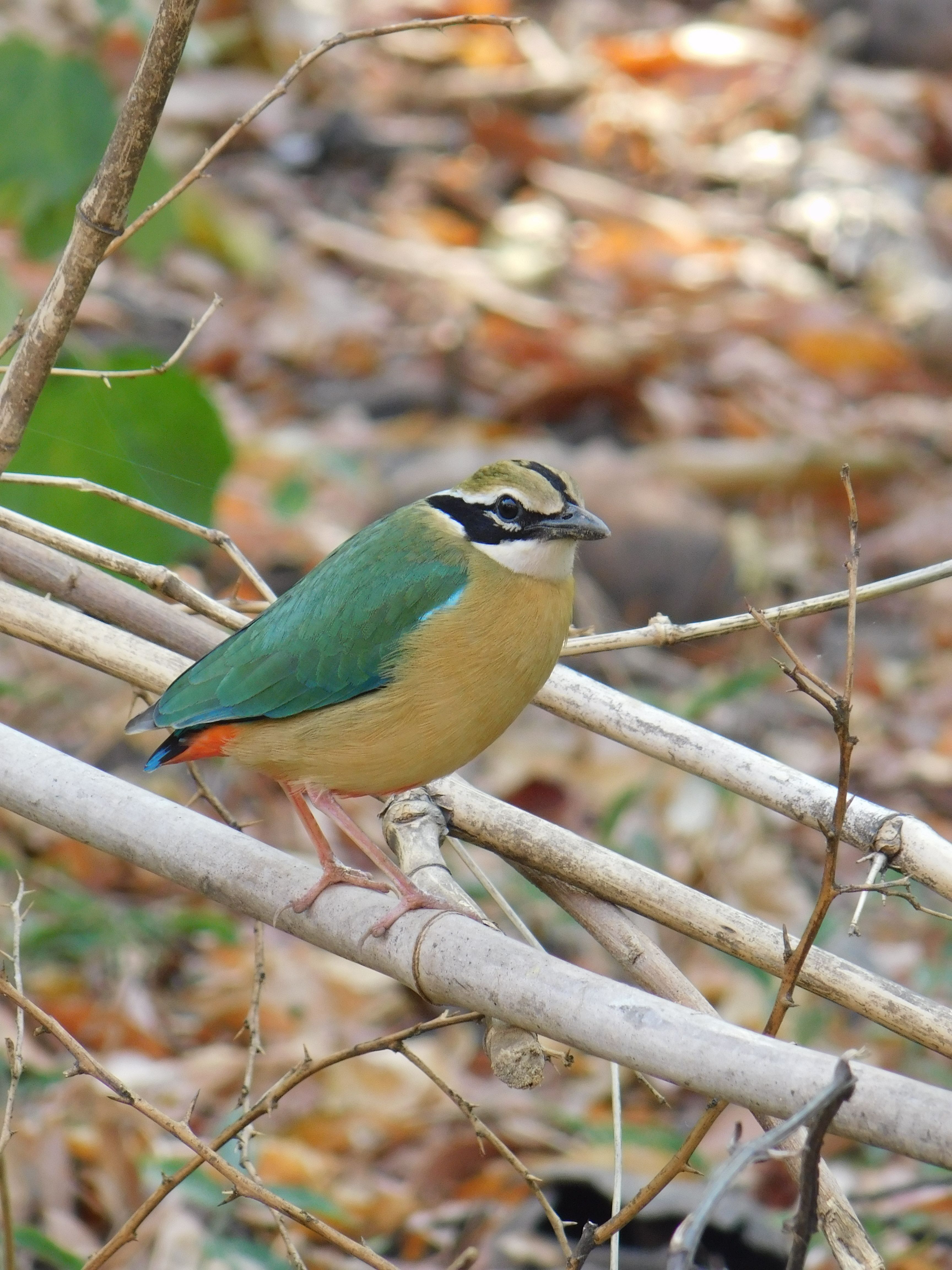 indian pitta with nine color bird · Free Stock Photo
