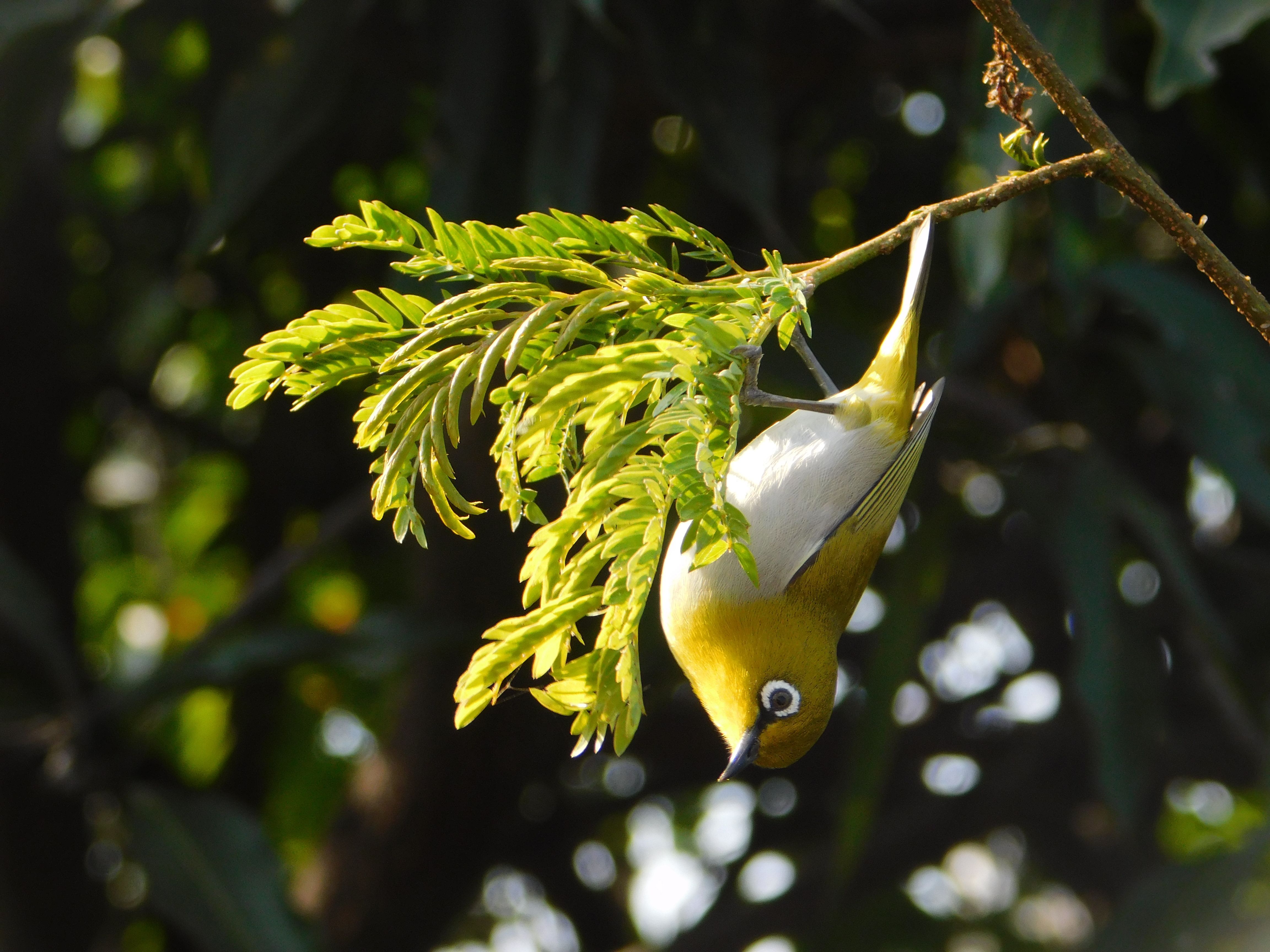 Selective Focus of Warbling White-eye Bird · Free Stock Photo
