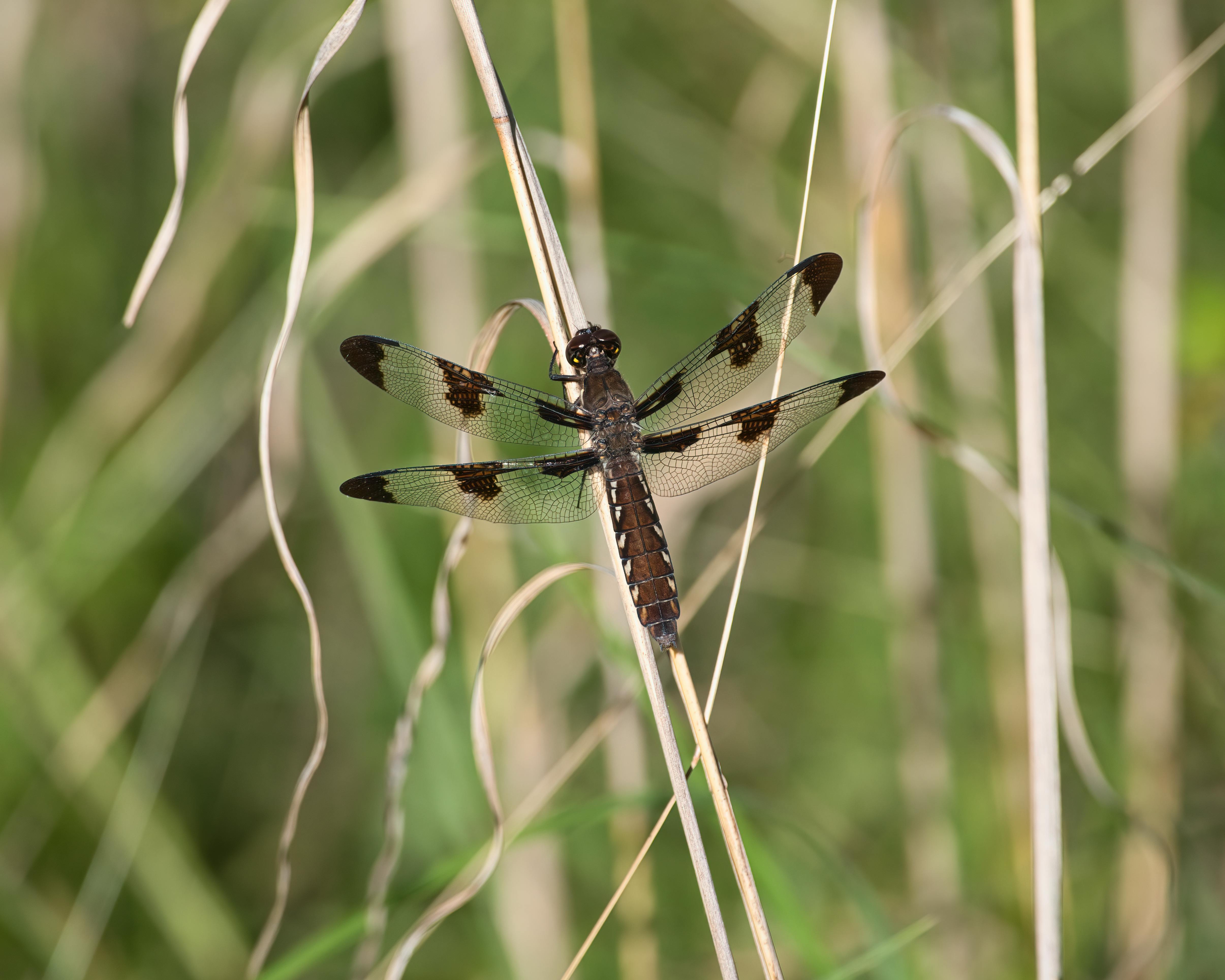 Dragonfly with Transparent Wings Sitting on Straw · Free Stock Photo