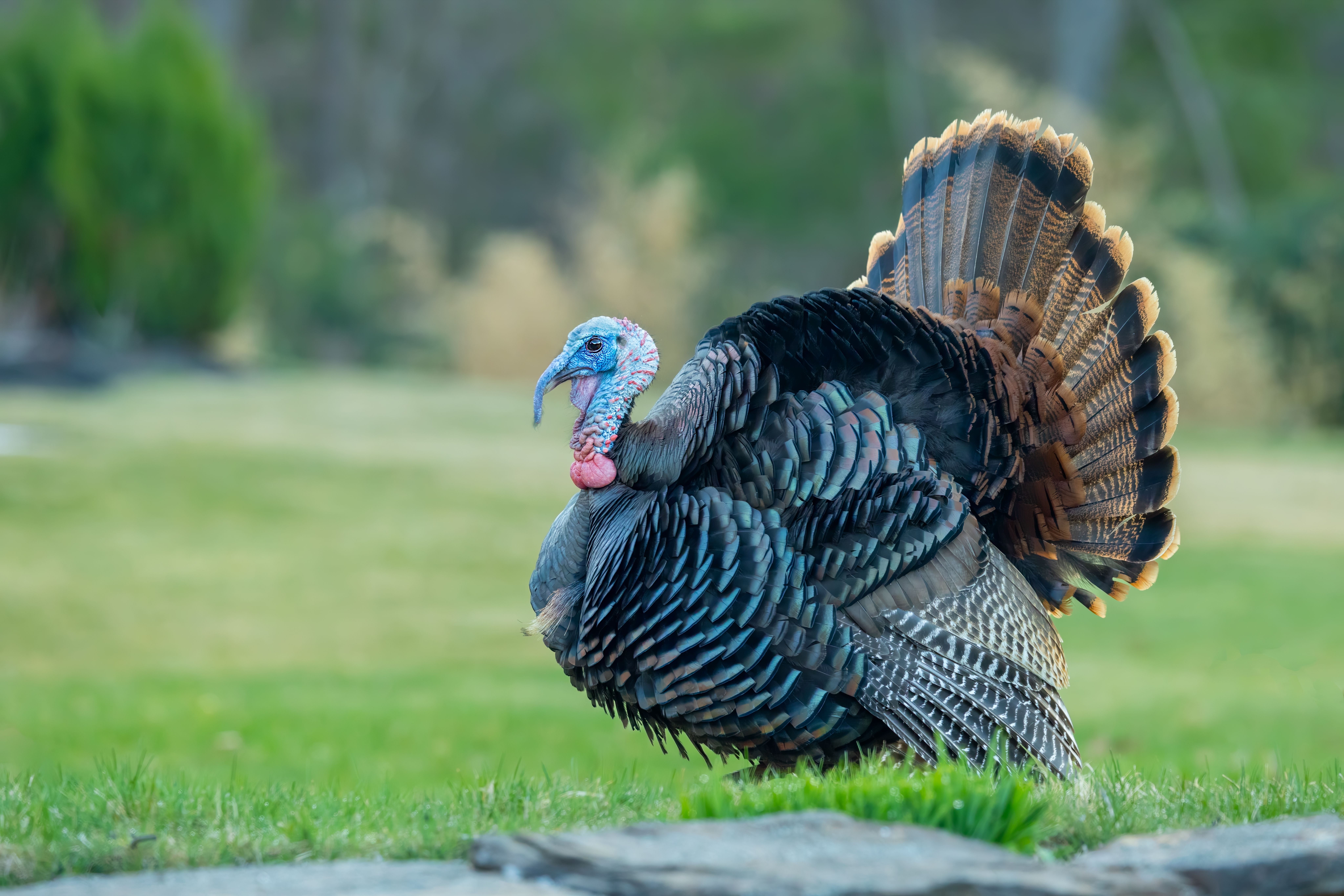Turkey on a Field · Free Stock Photo