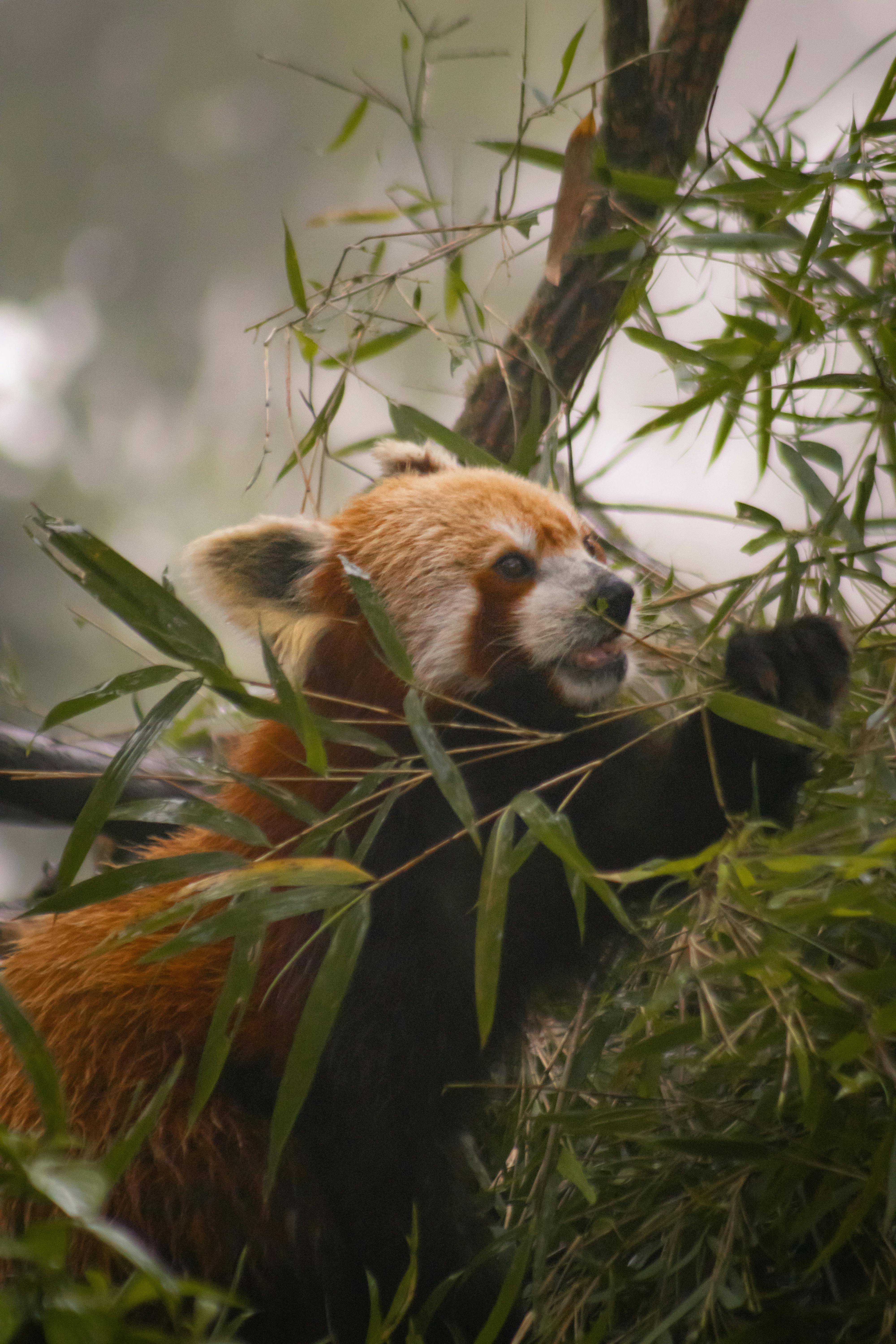 Selective Focus of Red Panda · Free Stock Photo