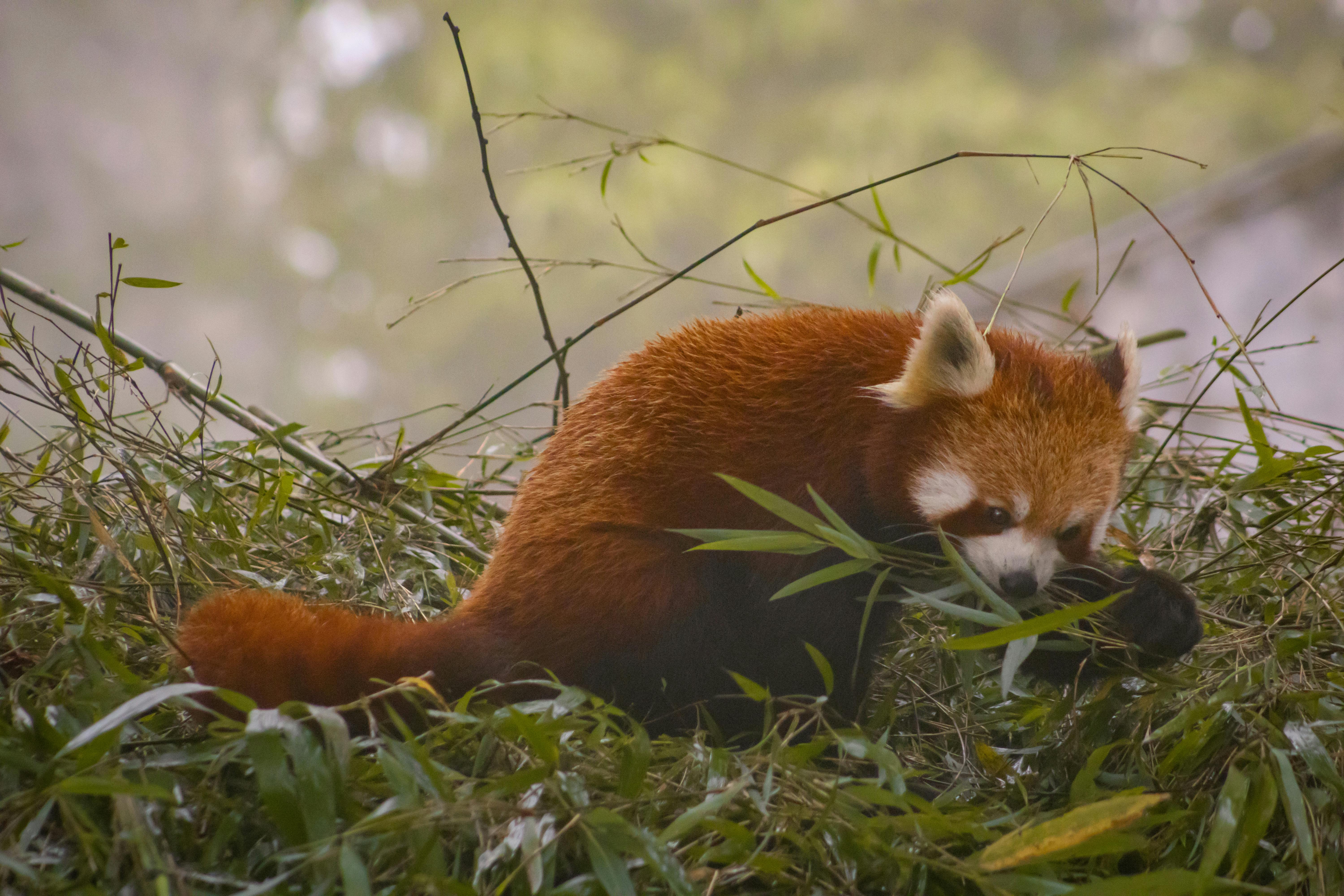 Red Panda · Free Stock Photo