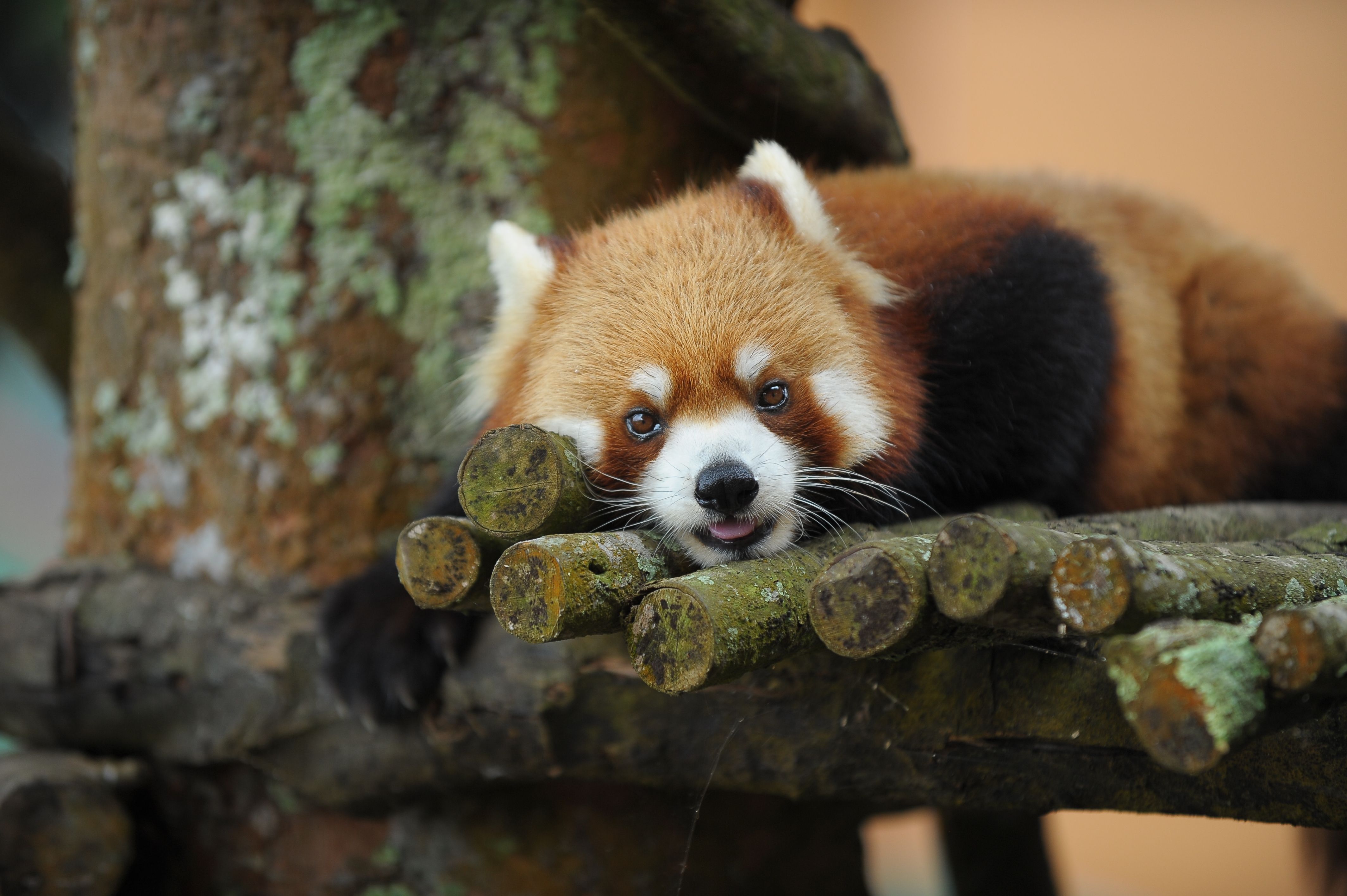 A red panda is laying on a branch · Free Stock Photo