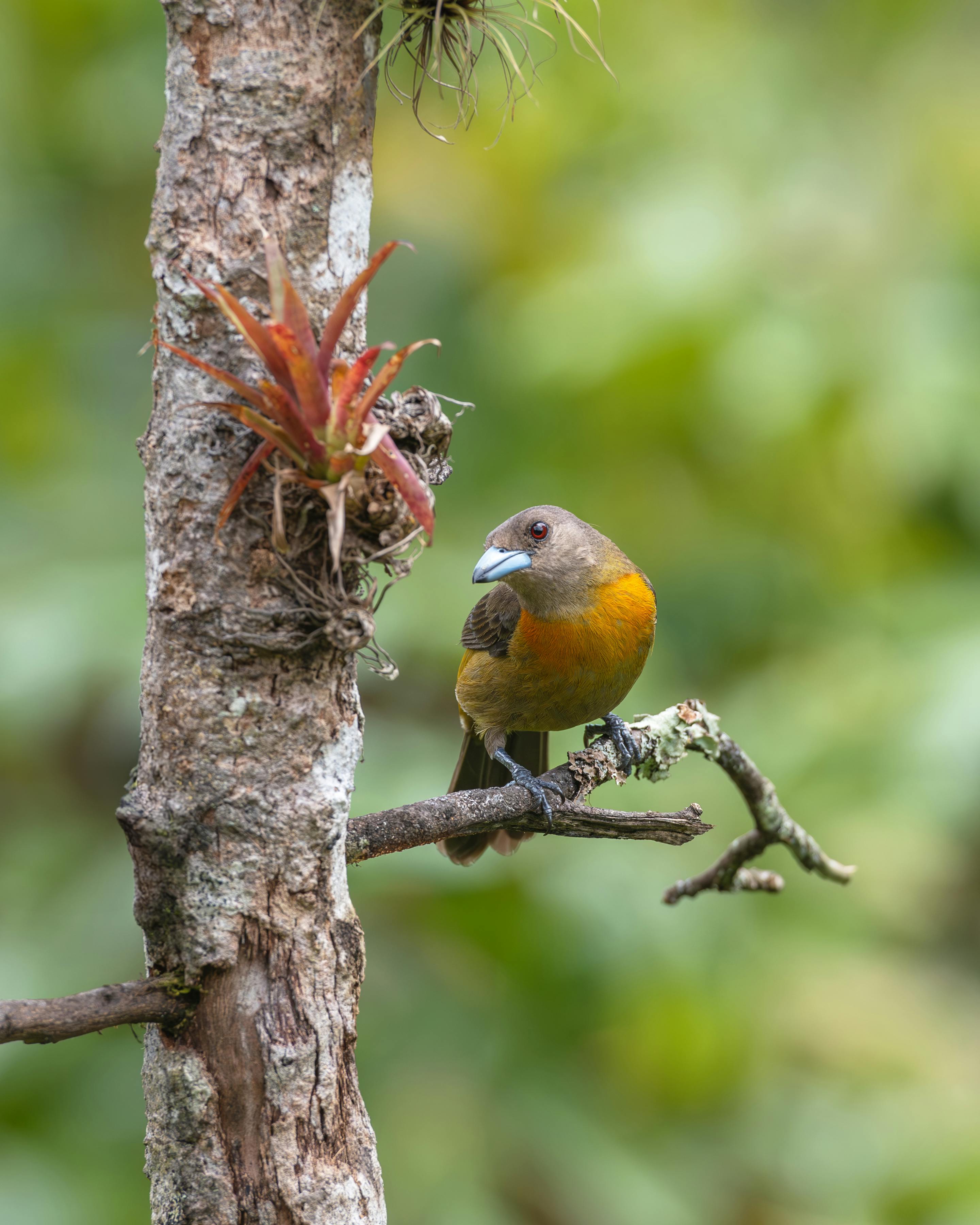Tanager Family Photos, Download The BEST Free Tanager Family Stock ...