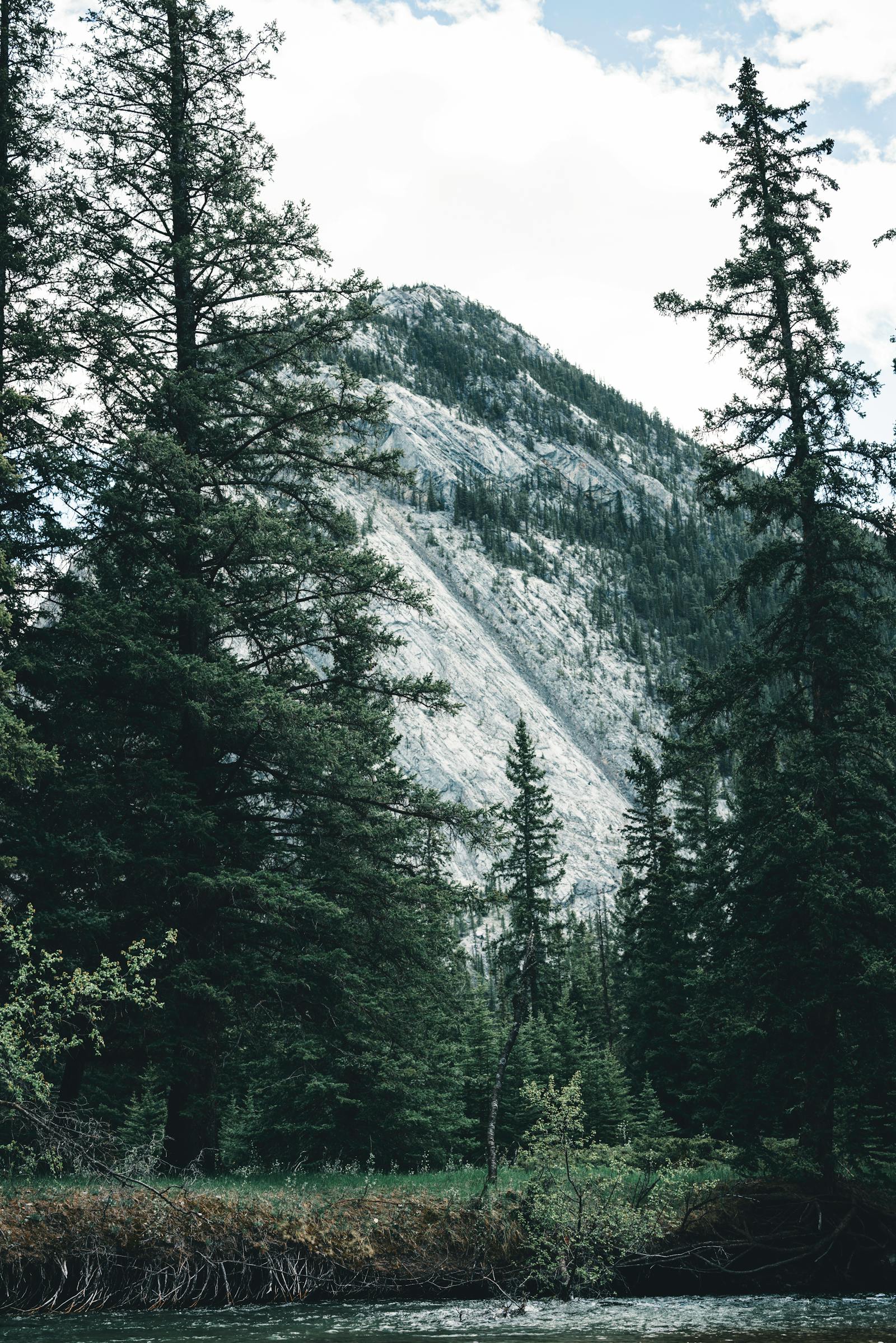 Forest Mountain Photos, Download The BEST Free Forest Mountain Stock ...