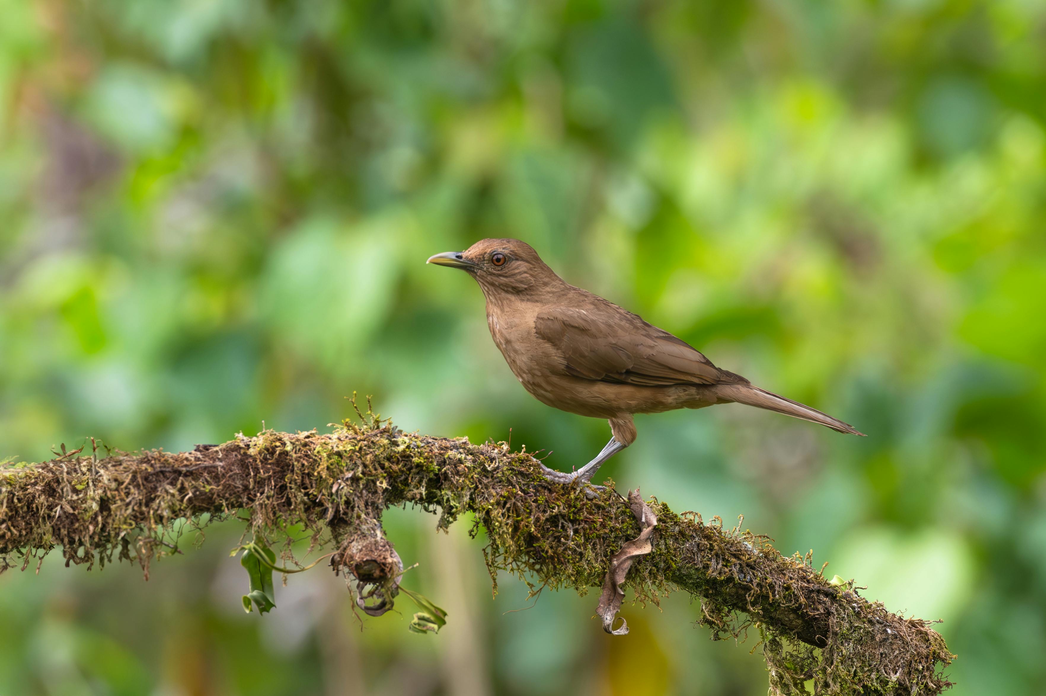Mountain Thrush Photos, Download The BEST Free Mountain Thrush Stock ...