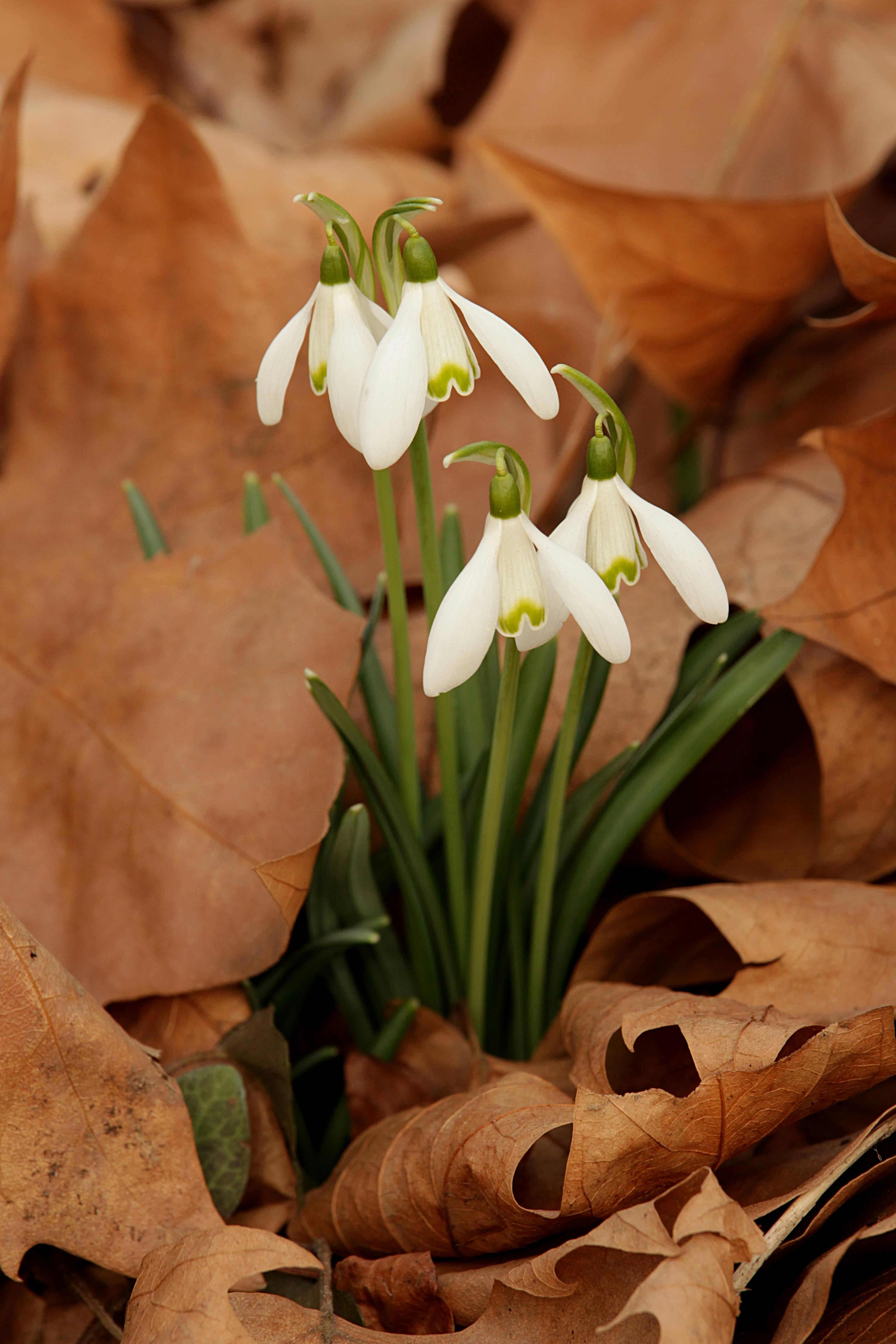 Fresh snowdrop with yellow leaves · Free Stock Photo