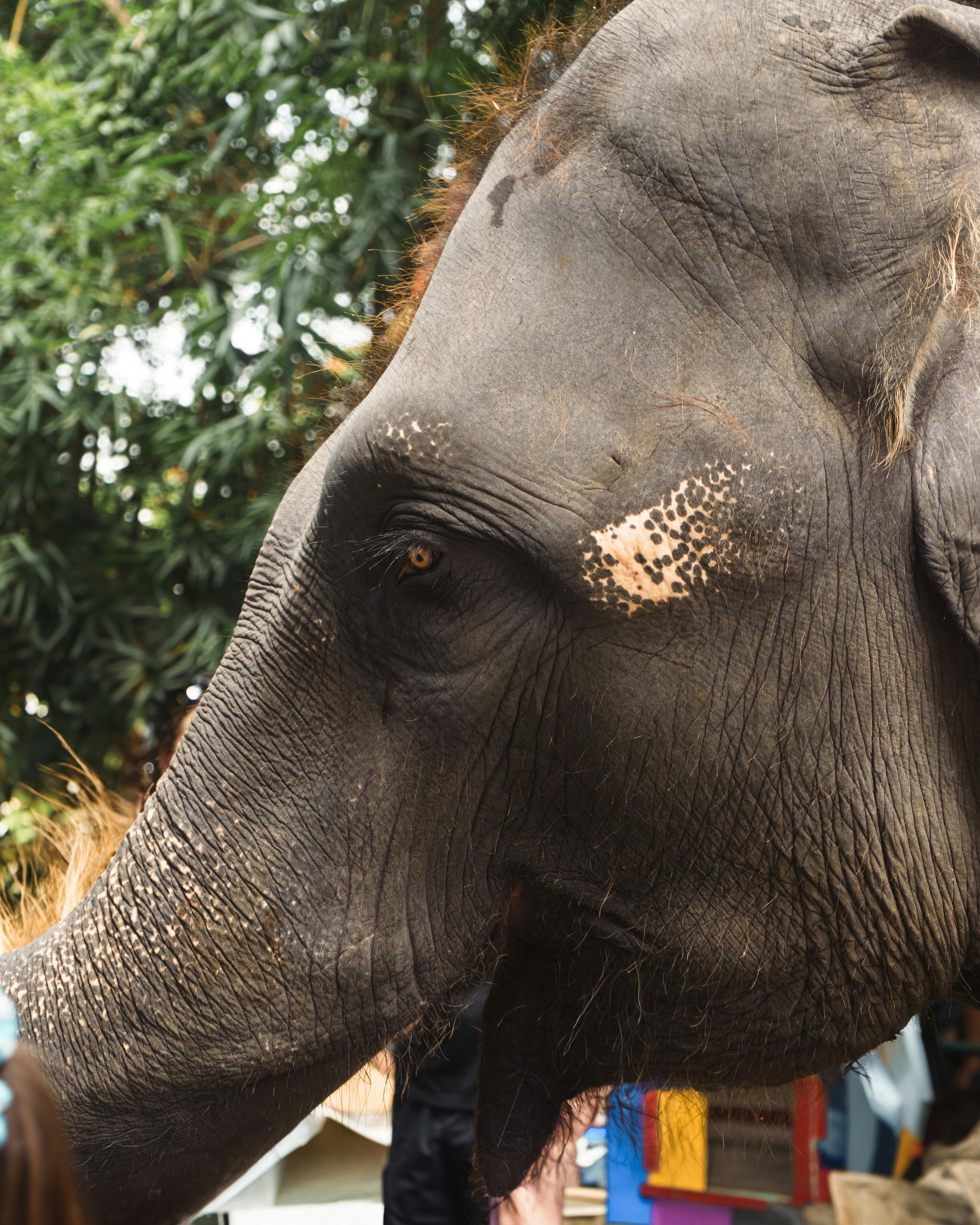Black Elephant Near Trees · Free Stock Photo