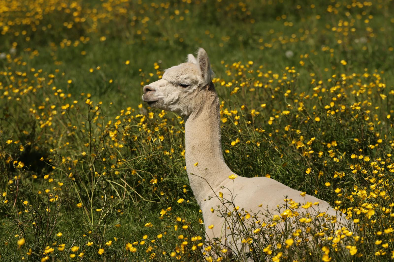 Alpacas Photos, Download The BEST Free Alpacas Stock Photos & HD Images