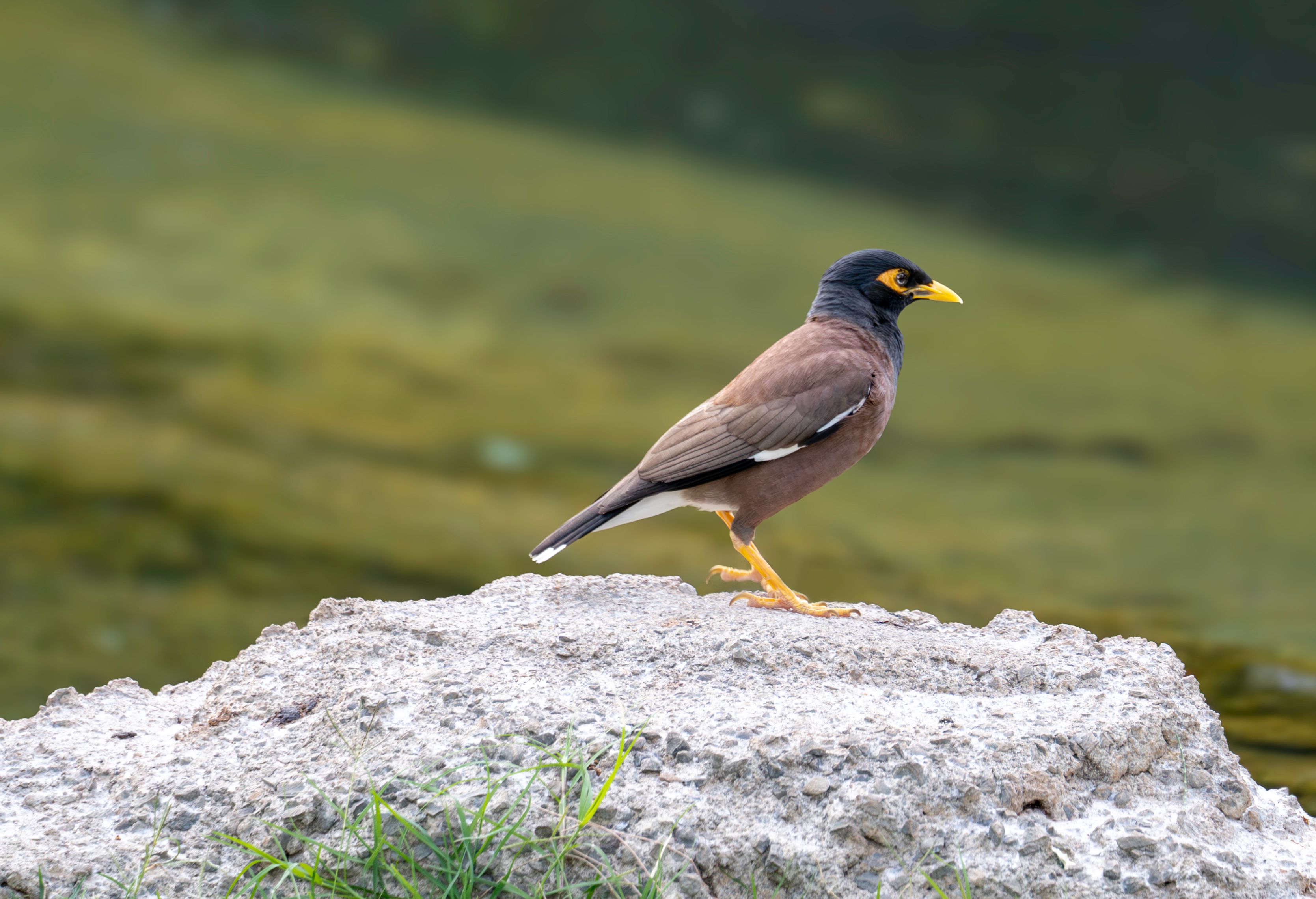 Myna Bird · Free Stock Photo