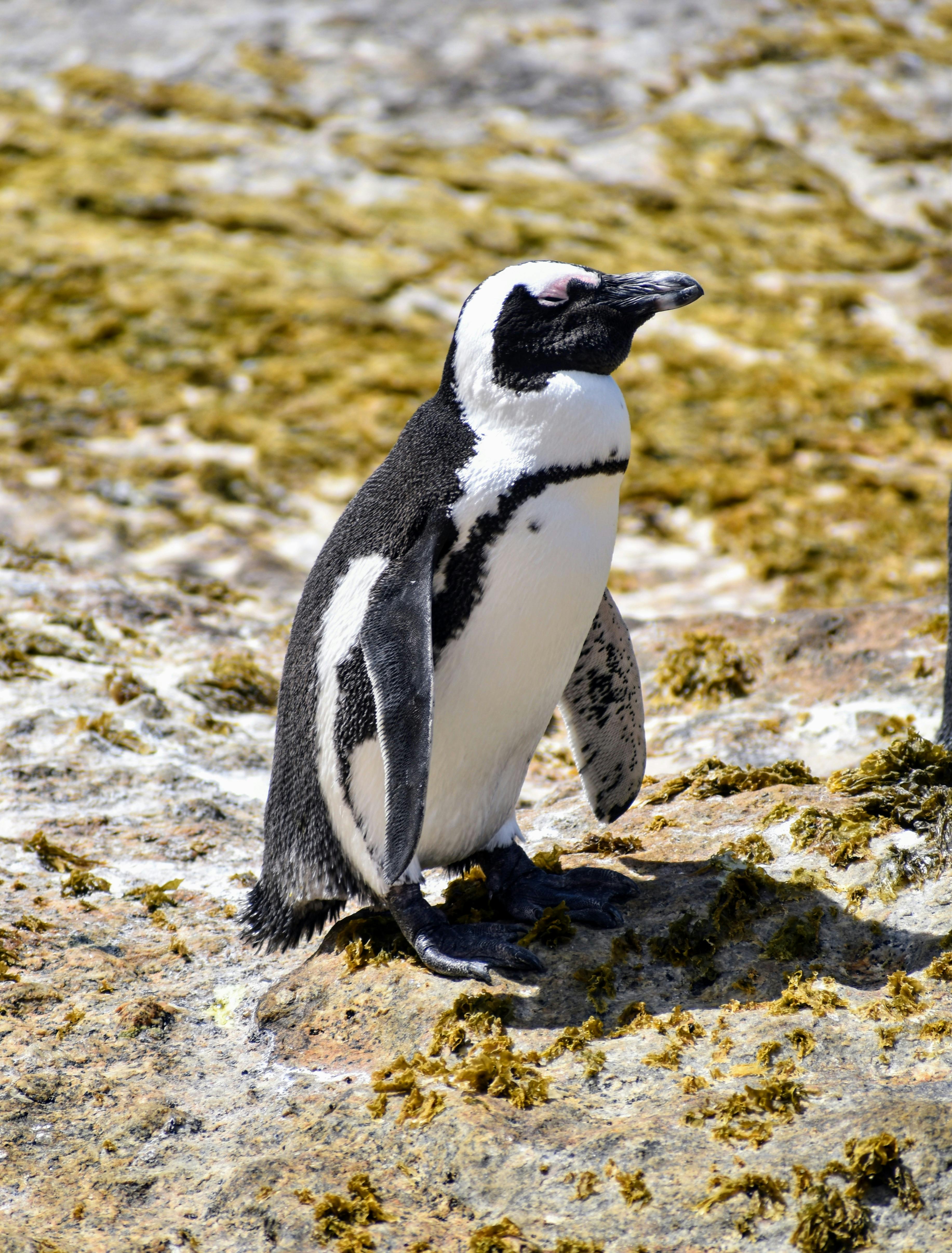 Penguin Standing on Rock · Free Stock Photo