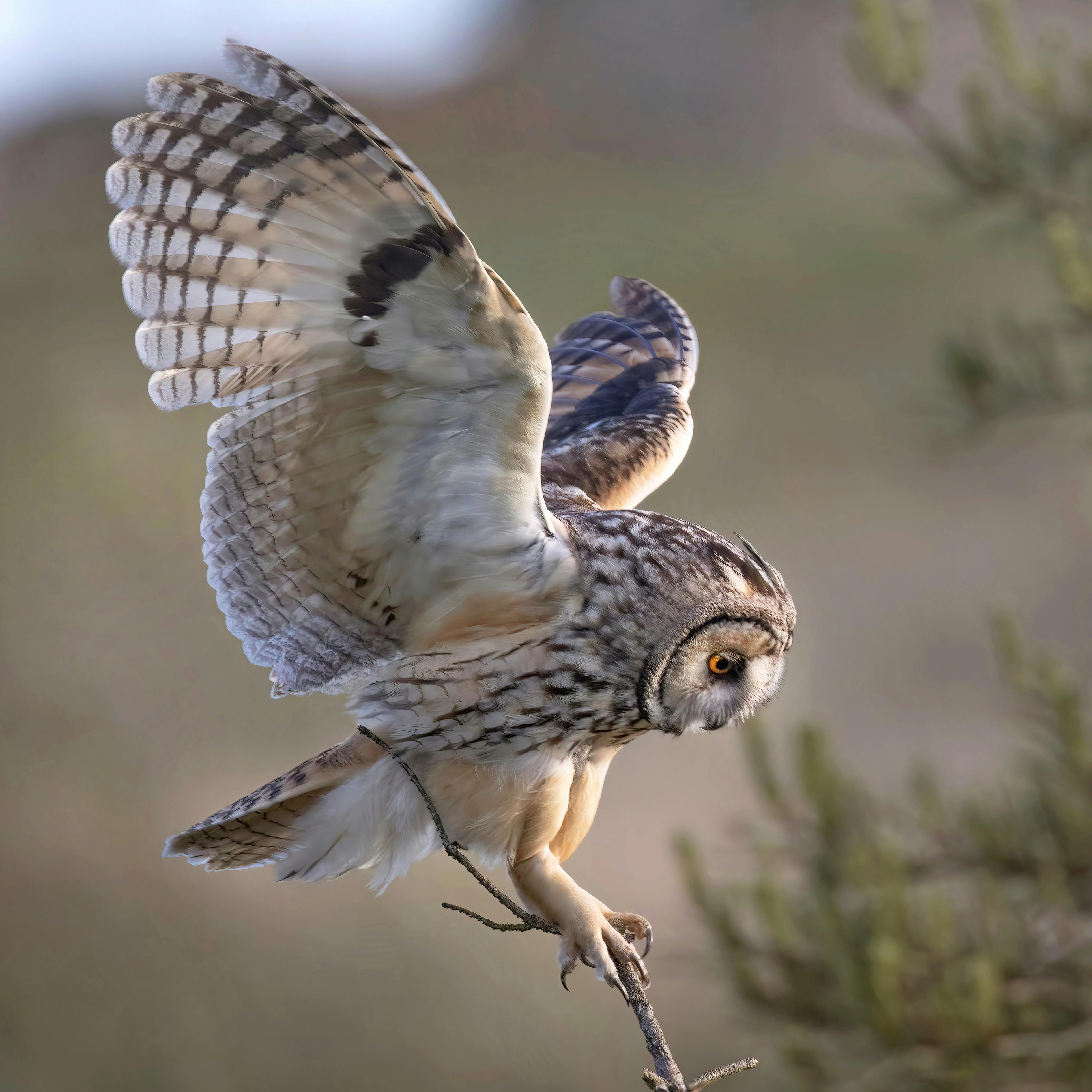 Scene Of Owl Landing And Catching Prey Photos, Download The BEST Free ...