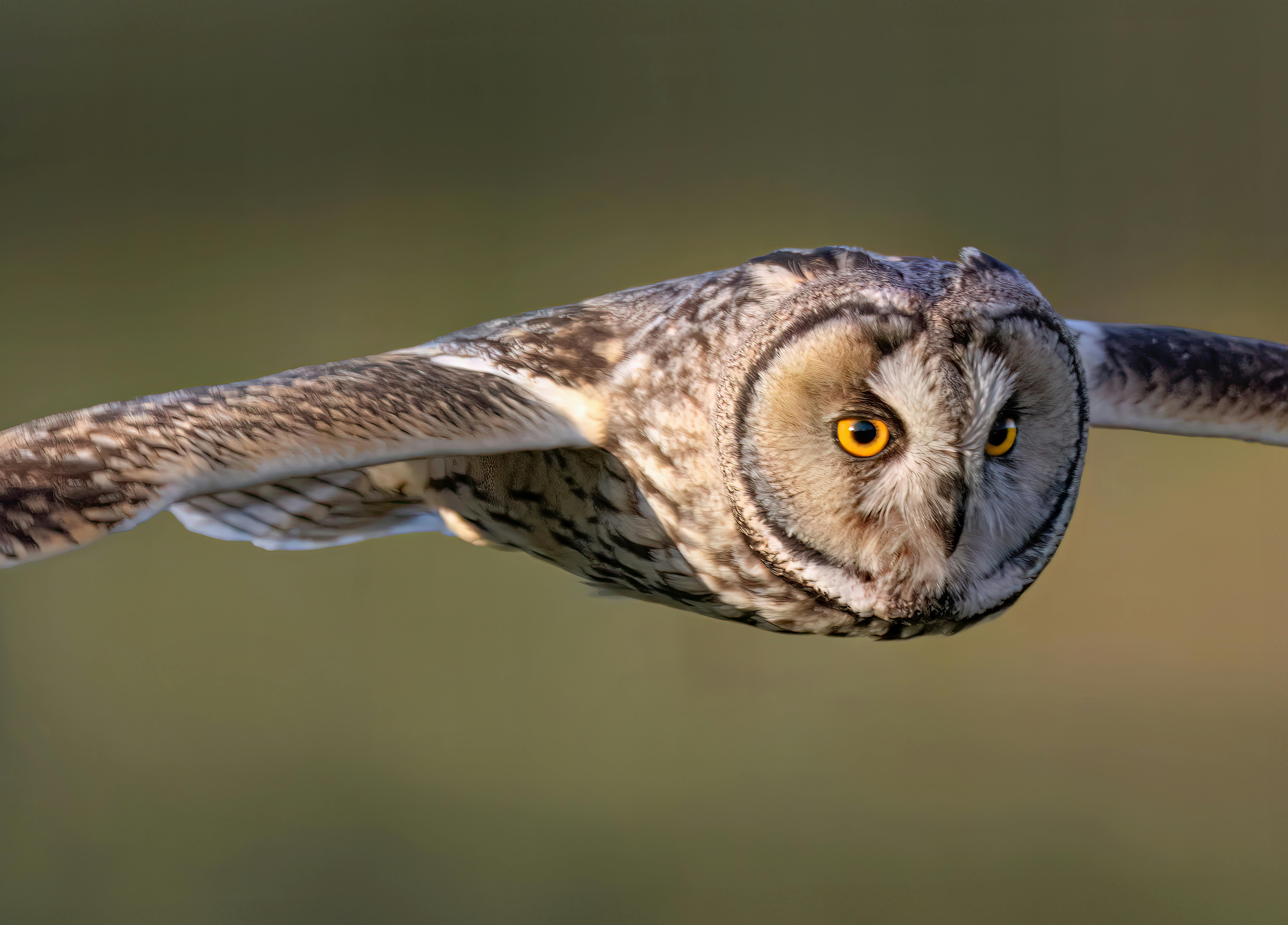 Long-eared Owl Flying · Free Stock Photo