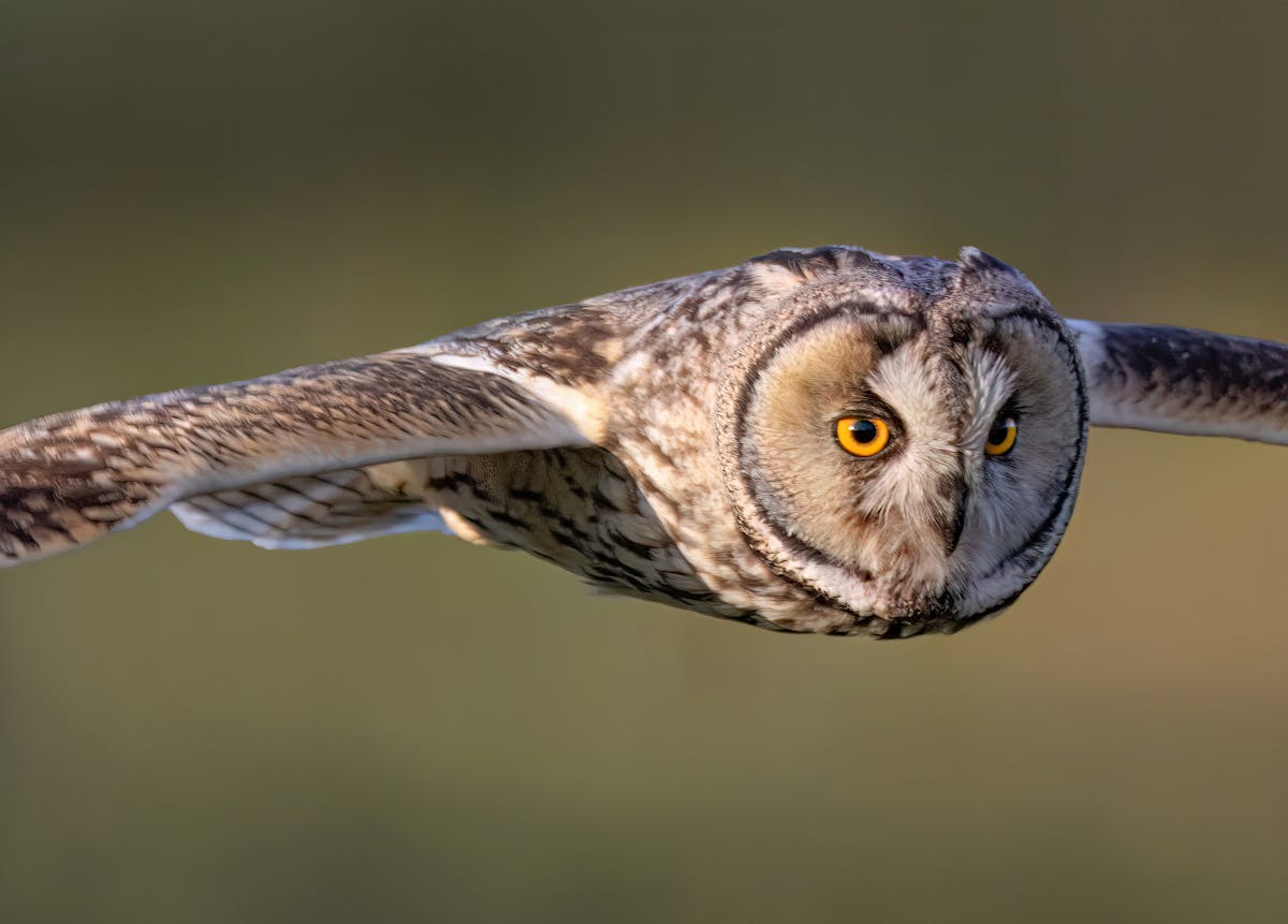 Owl Flying Photos, Download The BEST Free Owl Flying Stock Photos & HD ...
