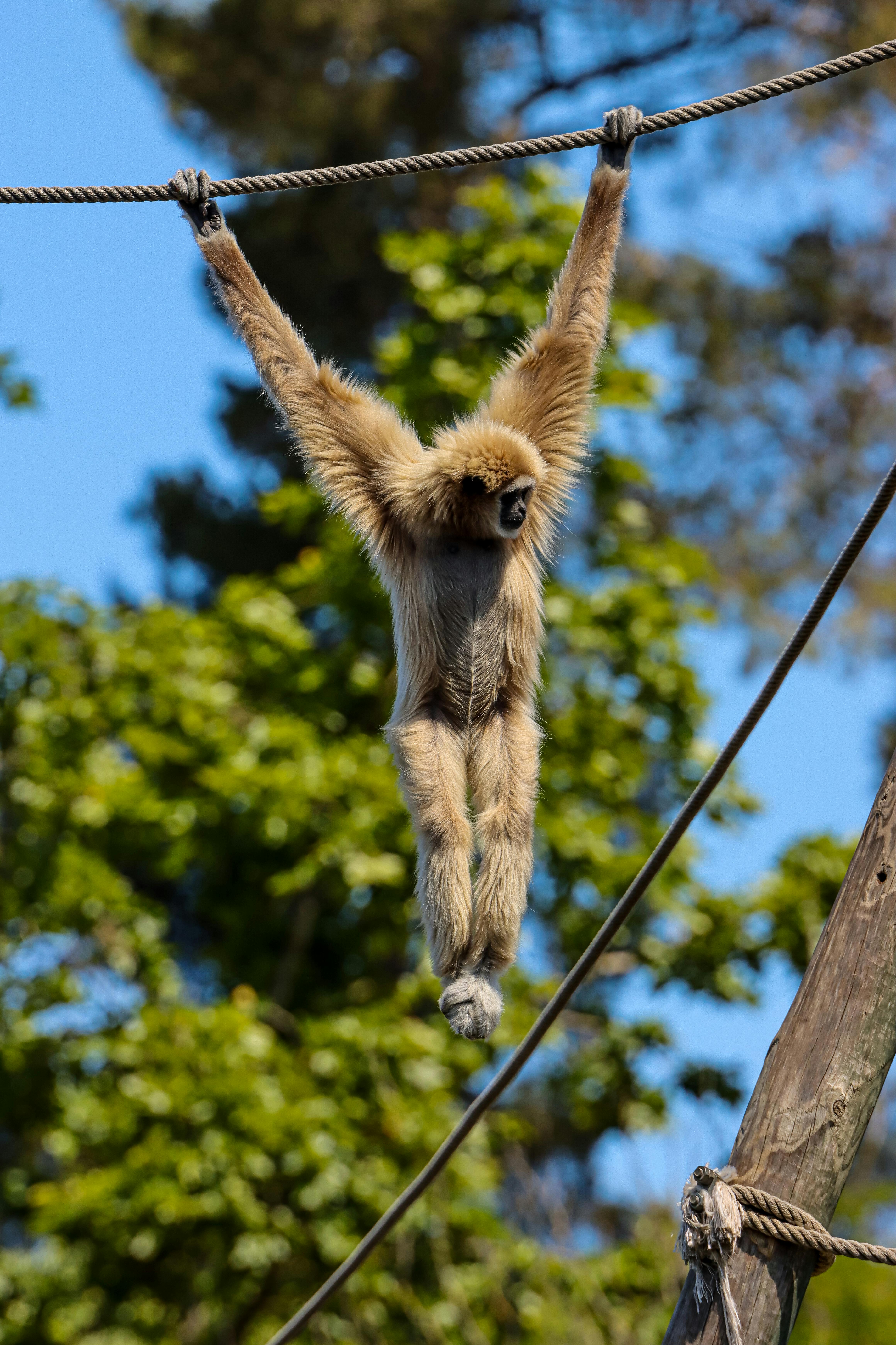 Gibbon Hanging on Rope in Zoo · Free Stock Photo