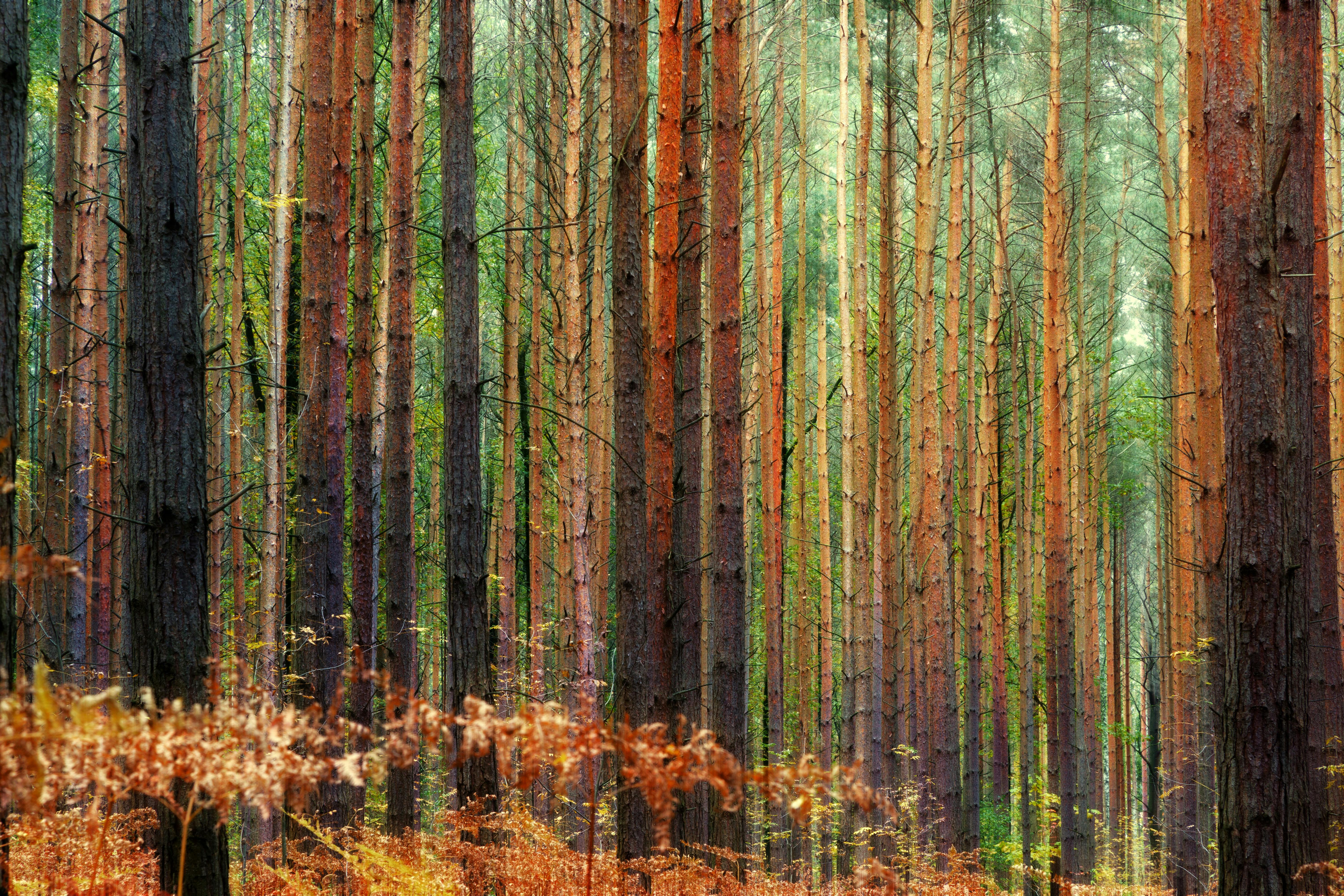 A forest with many trees and leaves · Free Stock Photo