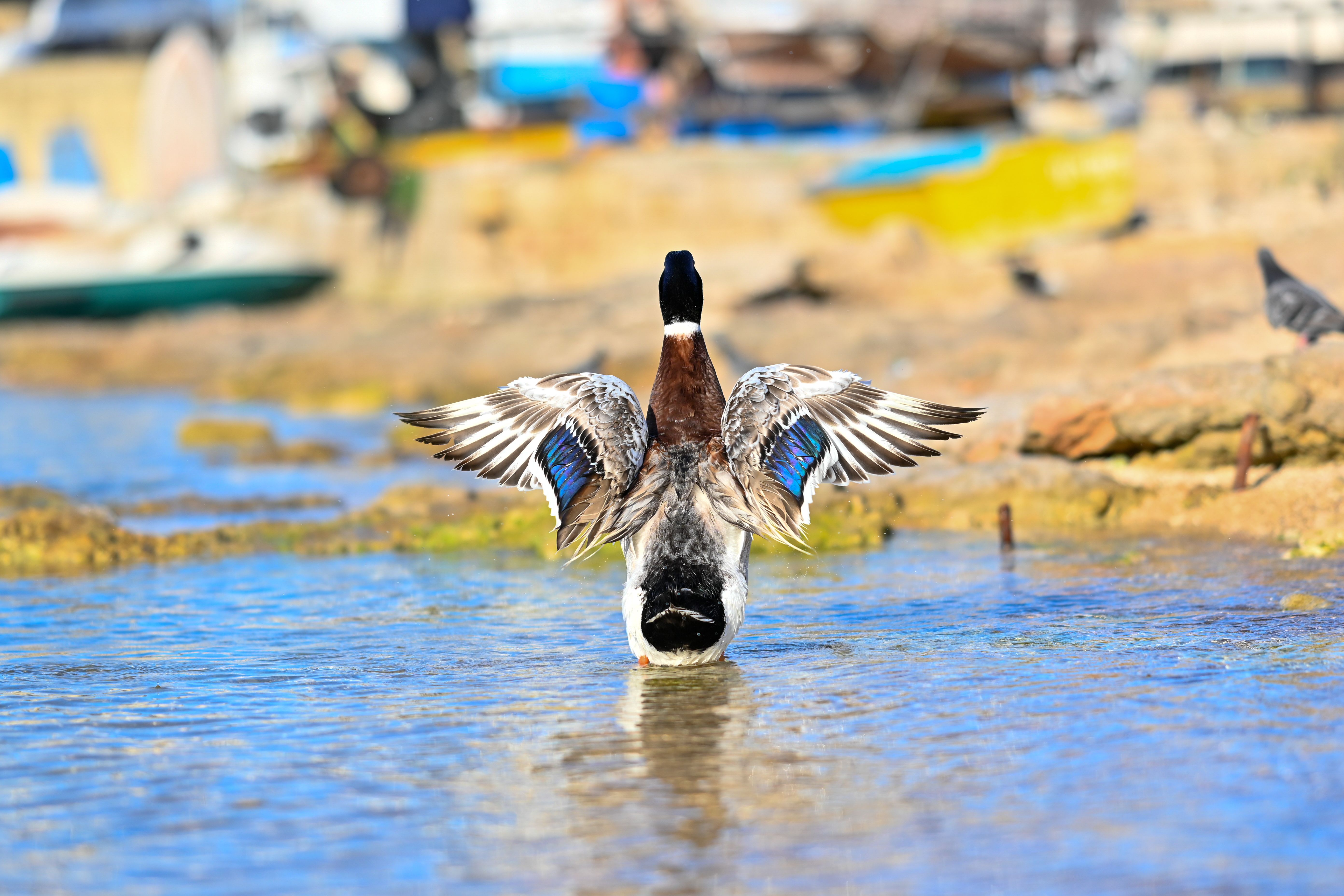 Back View of a Duck Landing on a Body of Water · Free Stock Photo