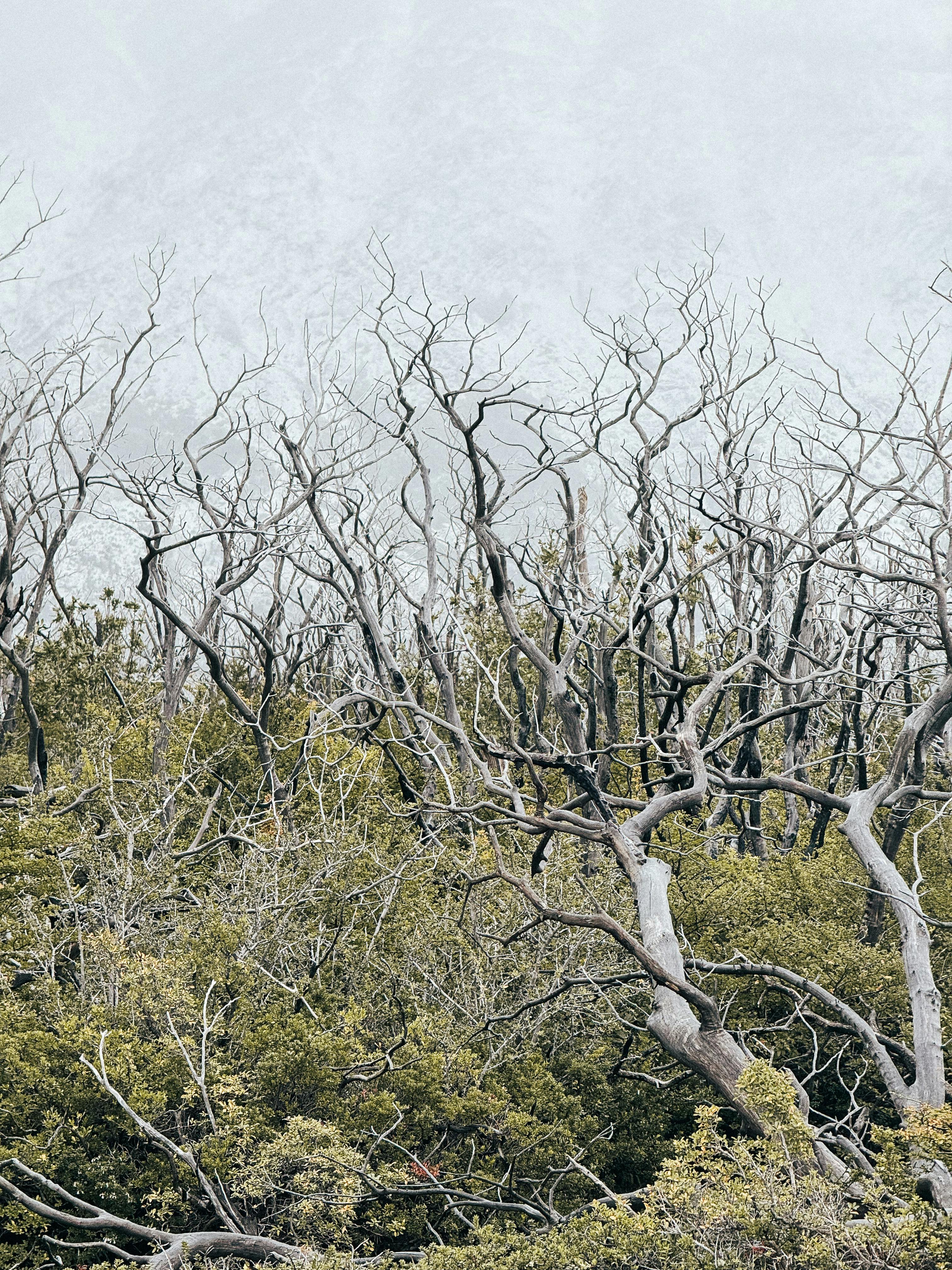 Bare, Withered Trees in Forest · Free Stock Photo