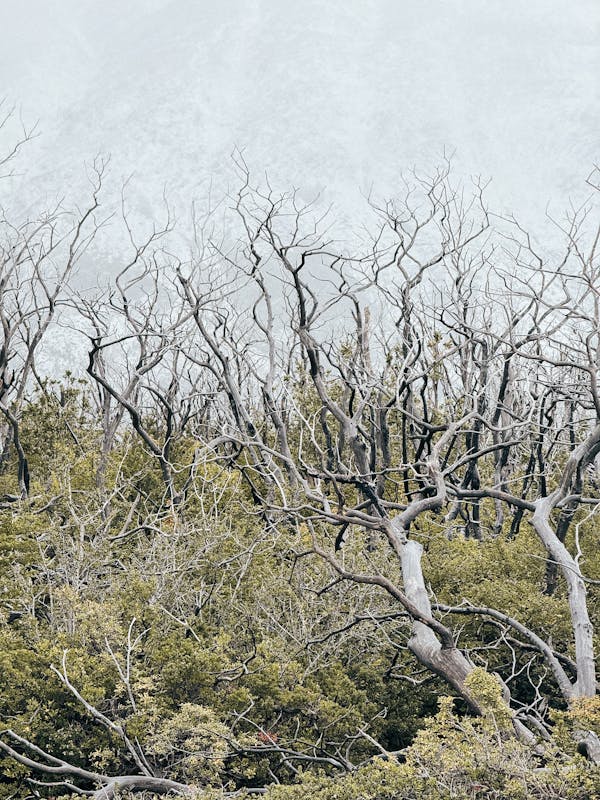 Dry Trees Photos, Download The BEST Free Dry Trees Stock Photos & HD Images