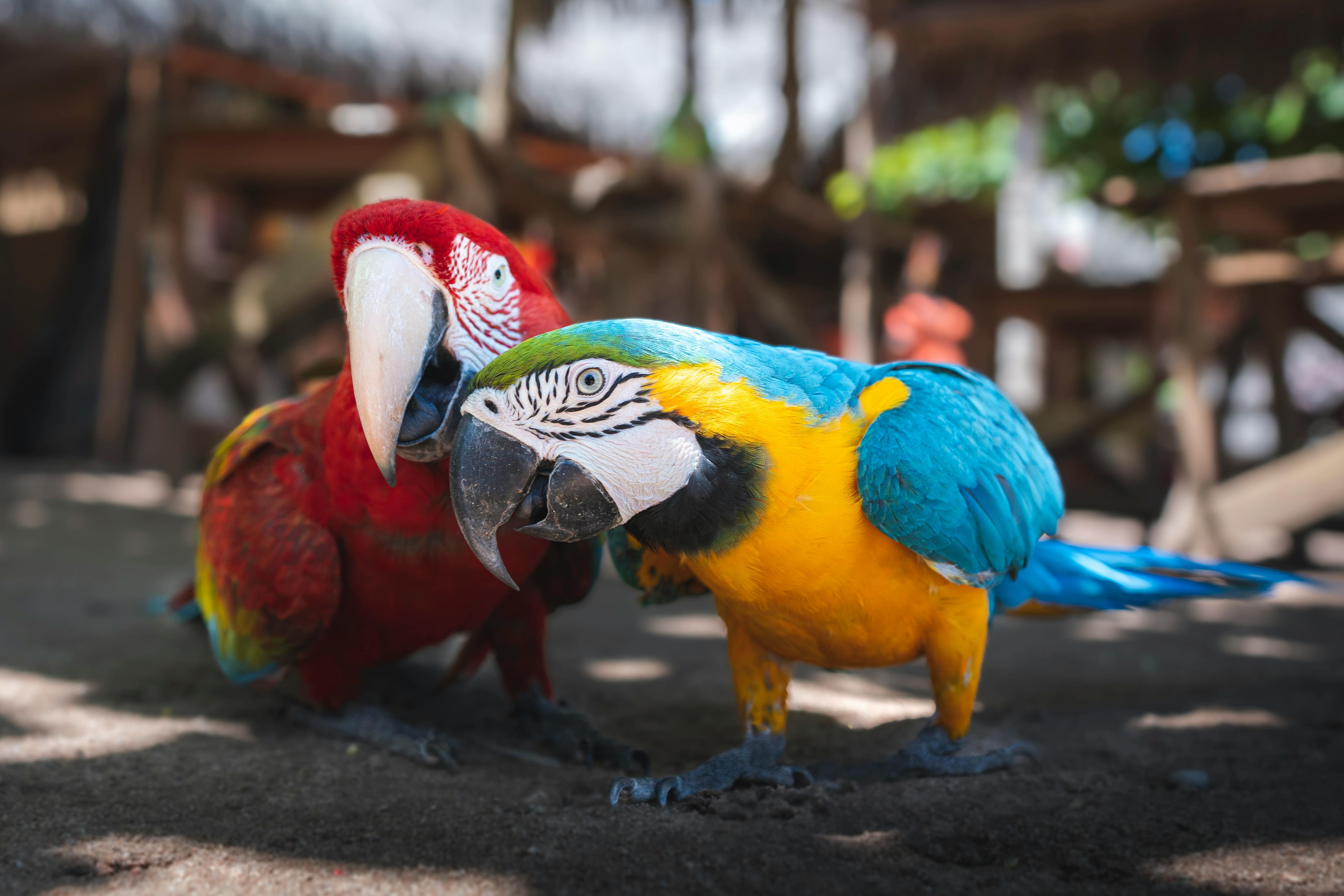 Foto profissional gratuita de amantes da natureza, ambiente tropical ...