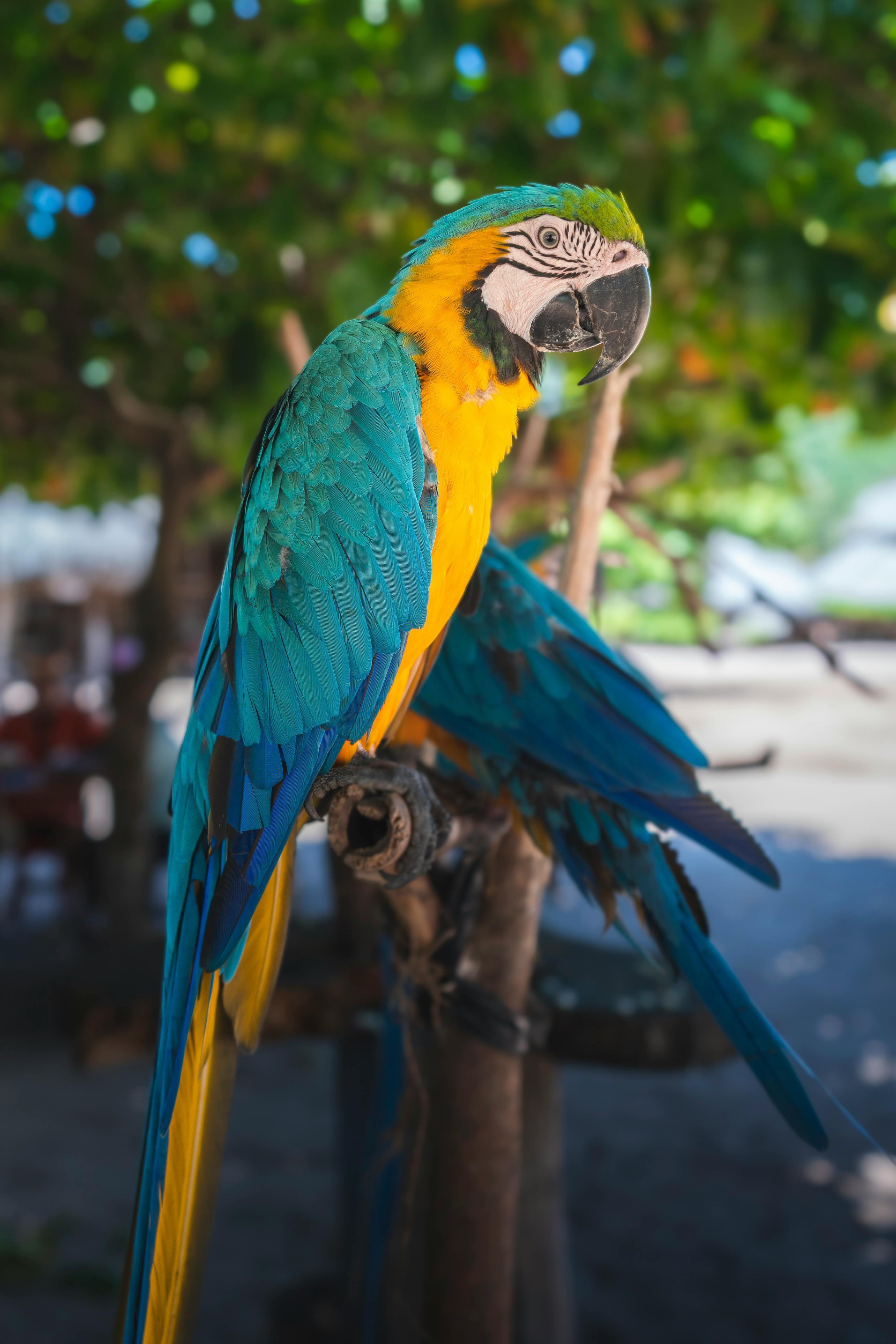 Macaw Parrot on Bar · Free Stock Photo