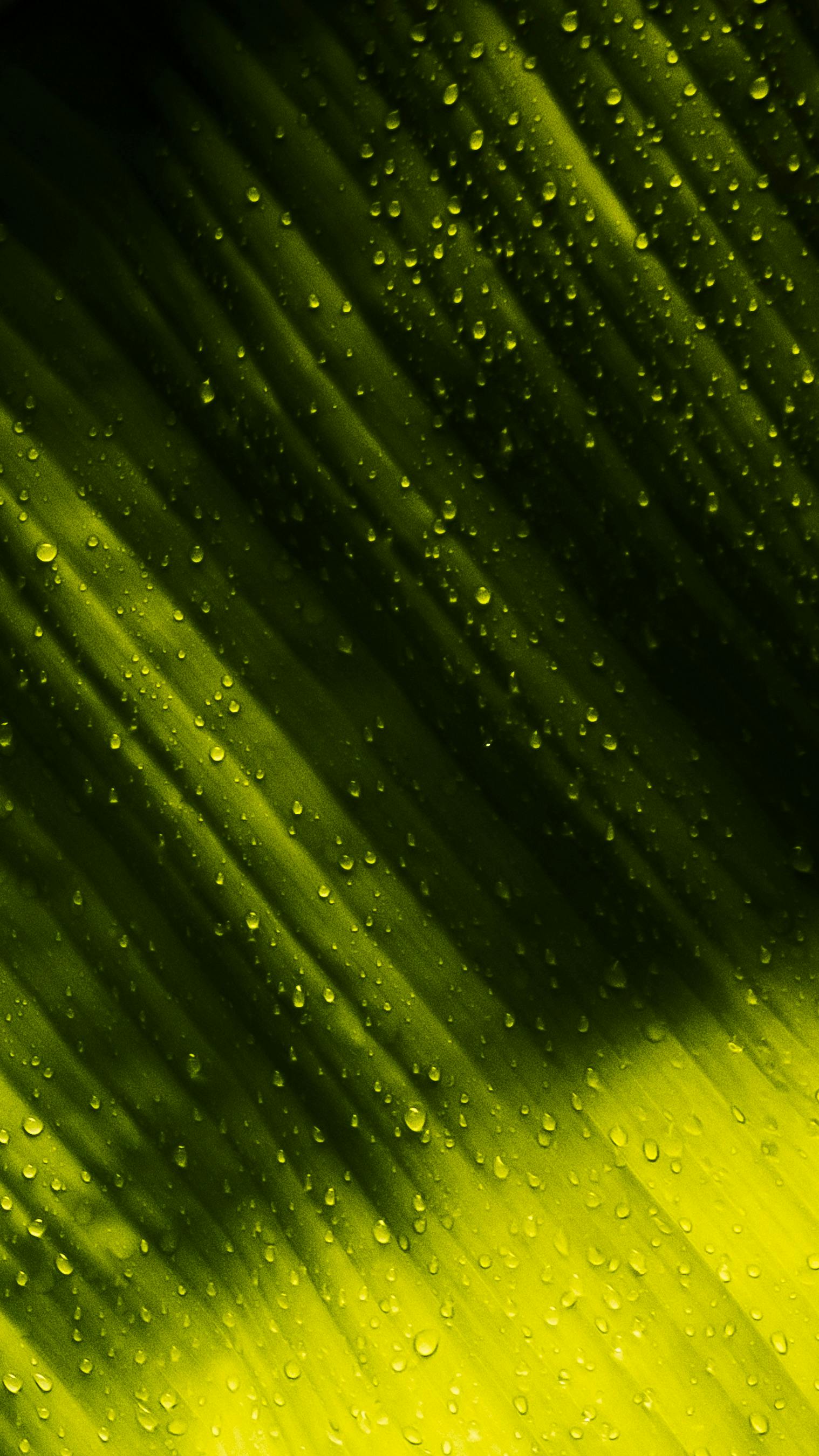 Cassava Leaf Photos, Download The BEST Free Cassava Leaf Stock Photos ...