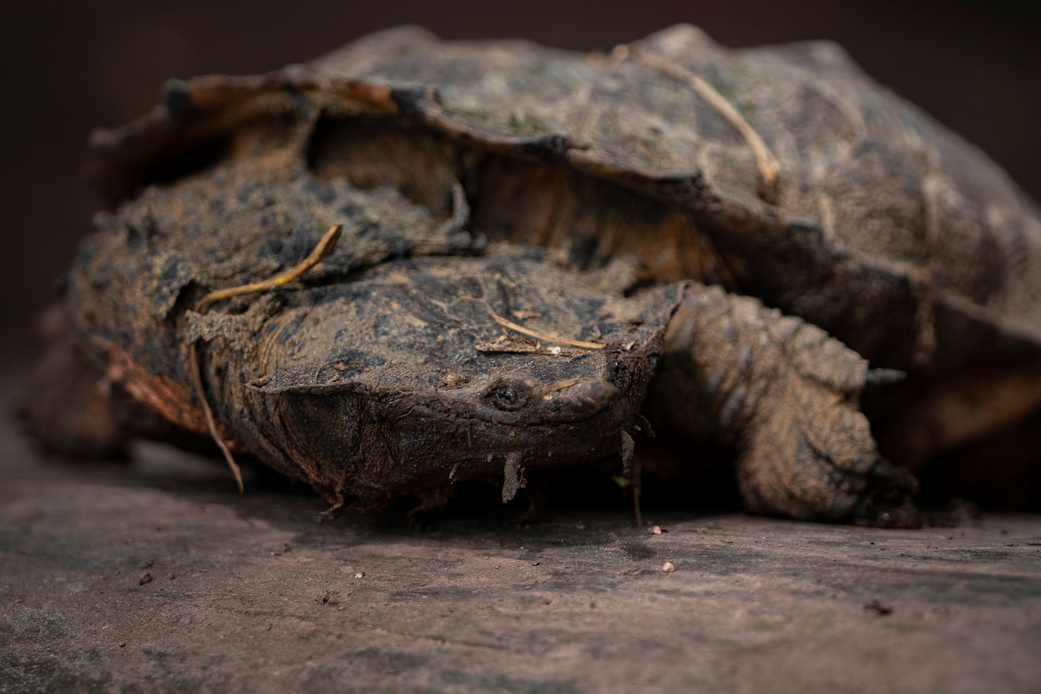 Portrait of Turtle · Free Stock Photo
