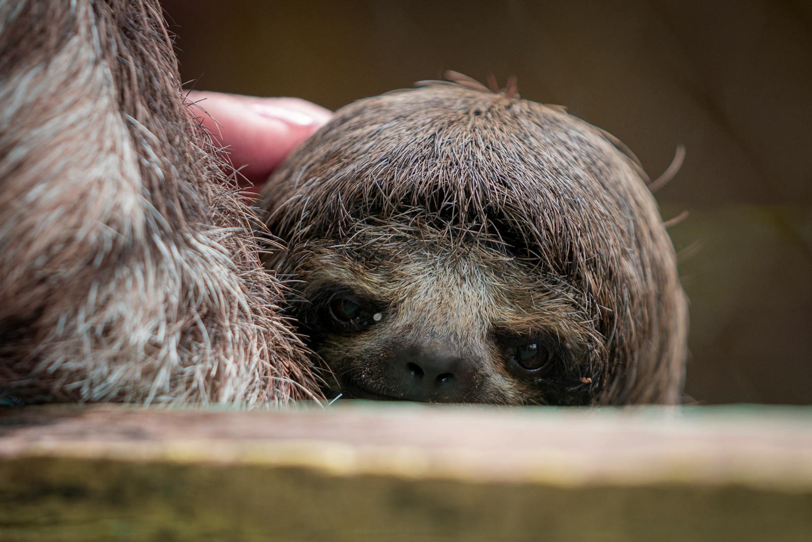 Sloth Cute Photos, Download The BEST Free Sloth Cute Stock Photos & HD ...