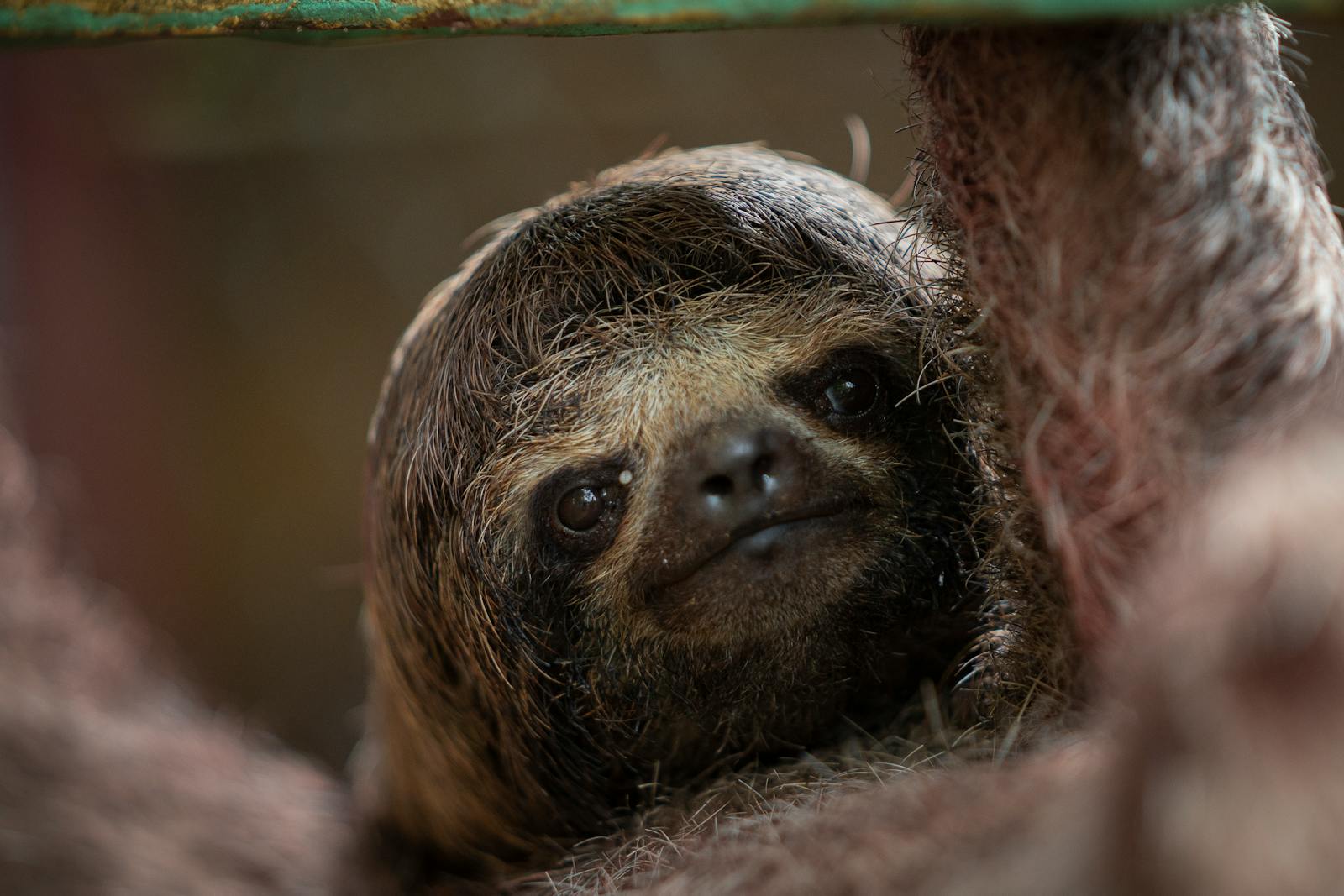 Sloth Photos, Download The BEST Free Sloth Stock Photos & HD Images