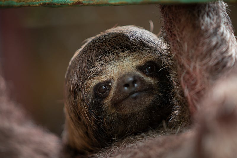 Sloth Photos, Download The BEST Free Sloth Stock Photos & HD Images