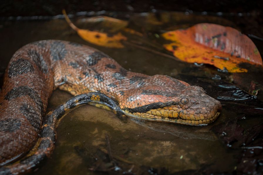 Giant Northern Green Anaconda: Largest Snake Species
