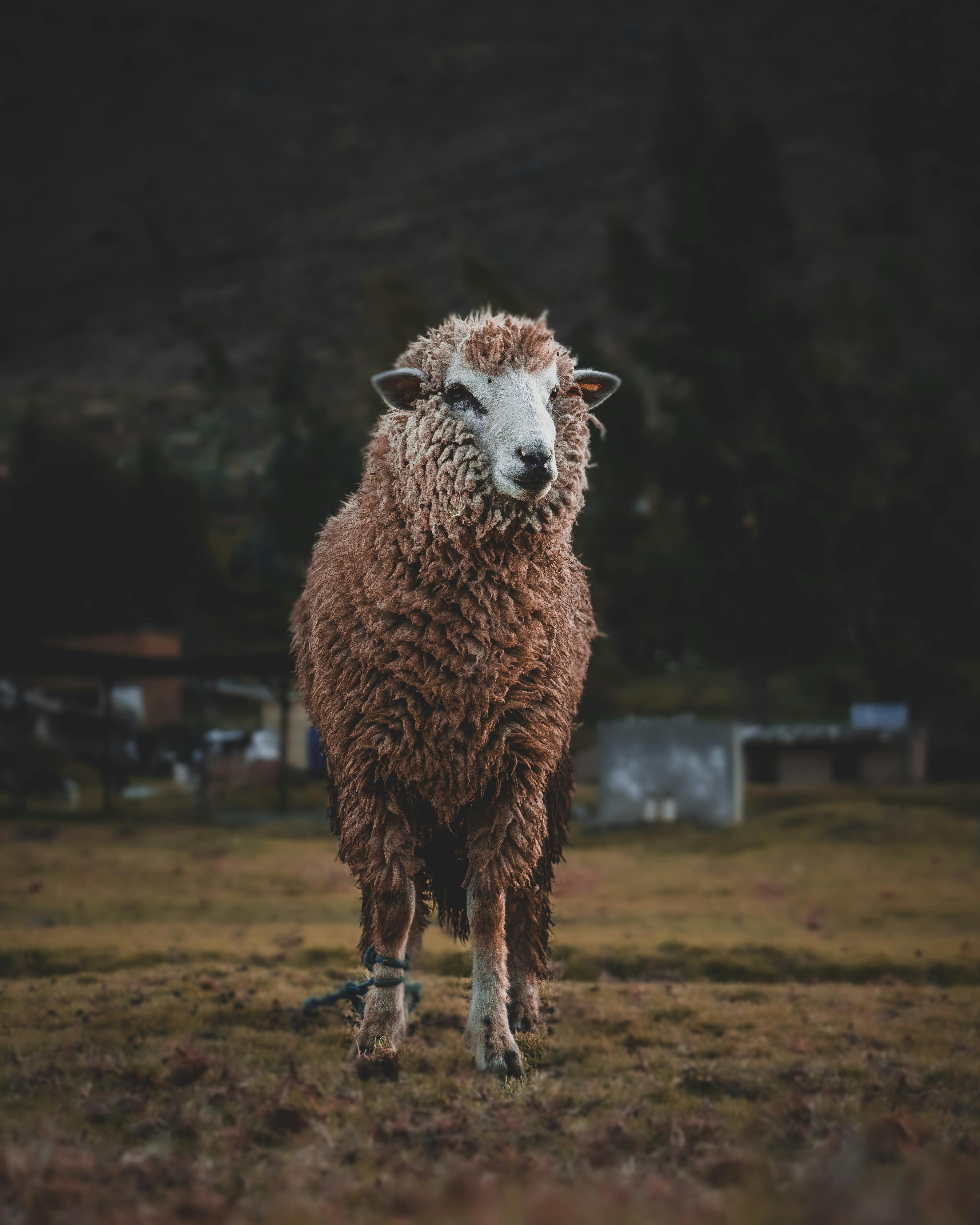 A sheep standing in a field with grass · Free Stock Photo