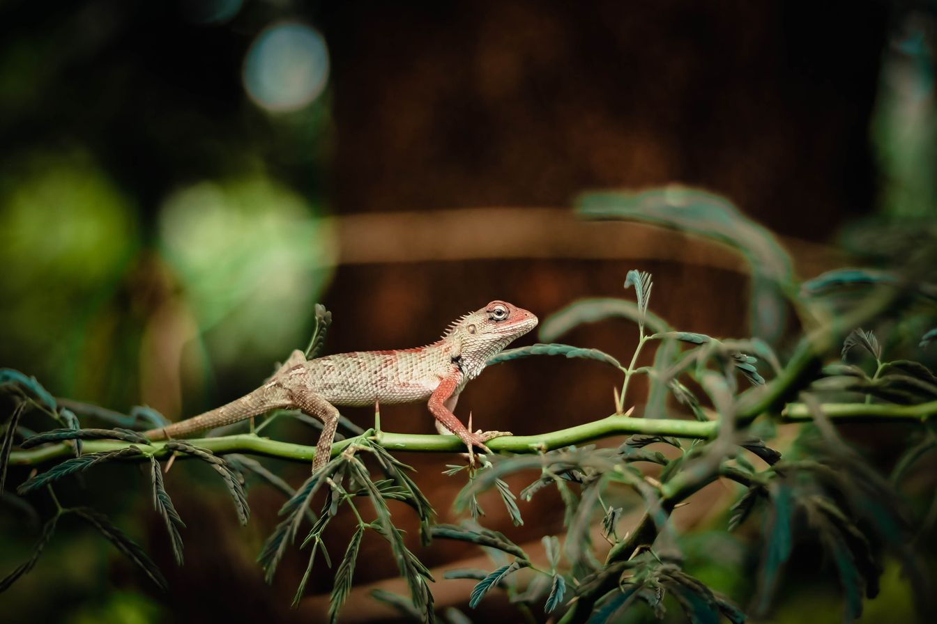 Yellow Spotted Monitor: Care, Habitat & Facts Guide