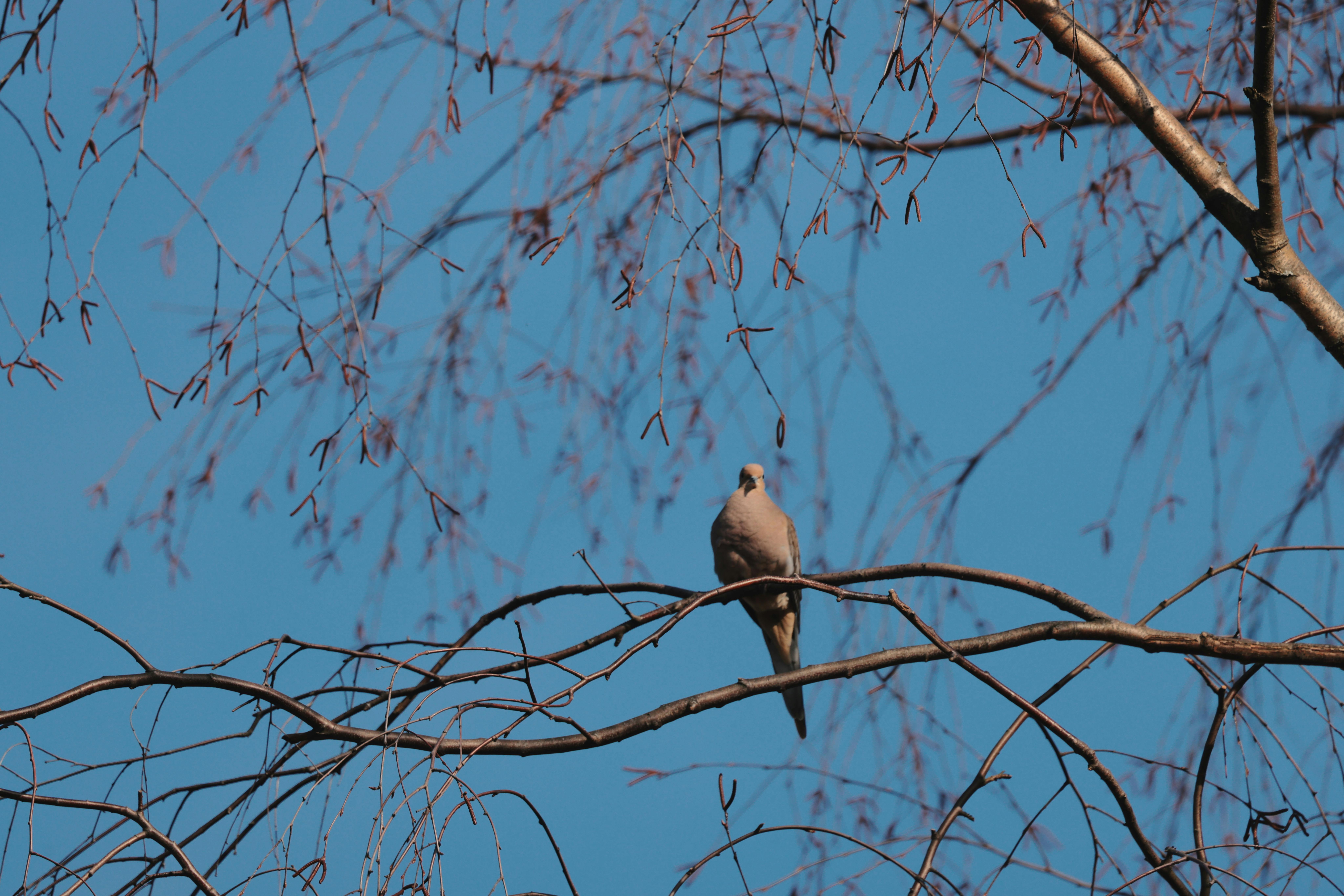 Pigeon on Tree · Free Stock Photo