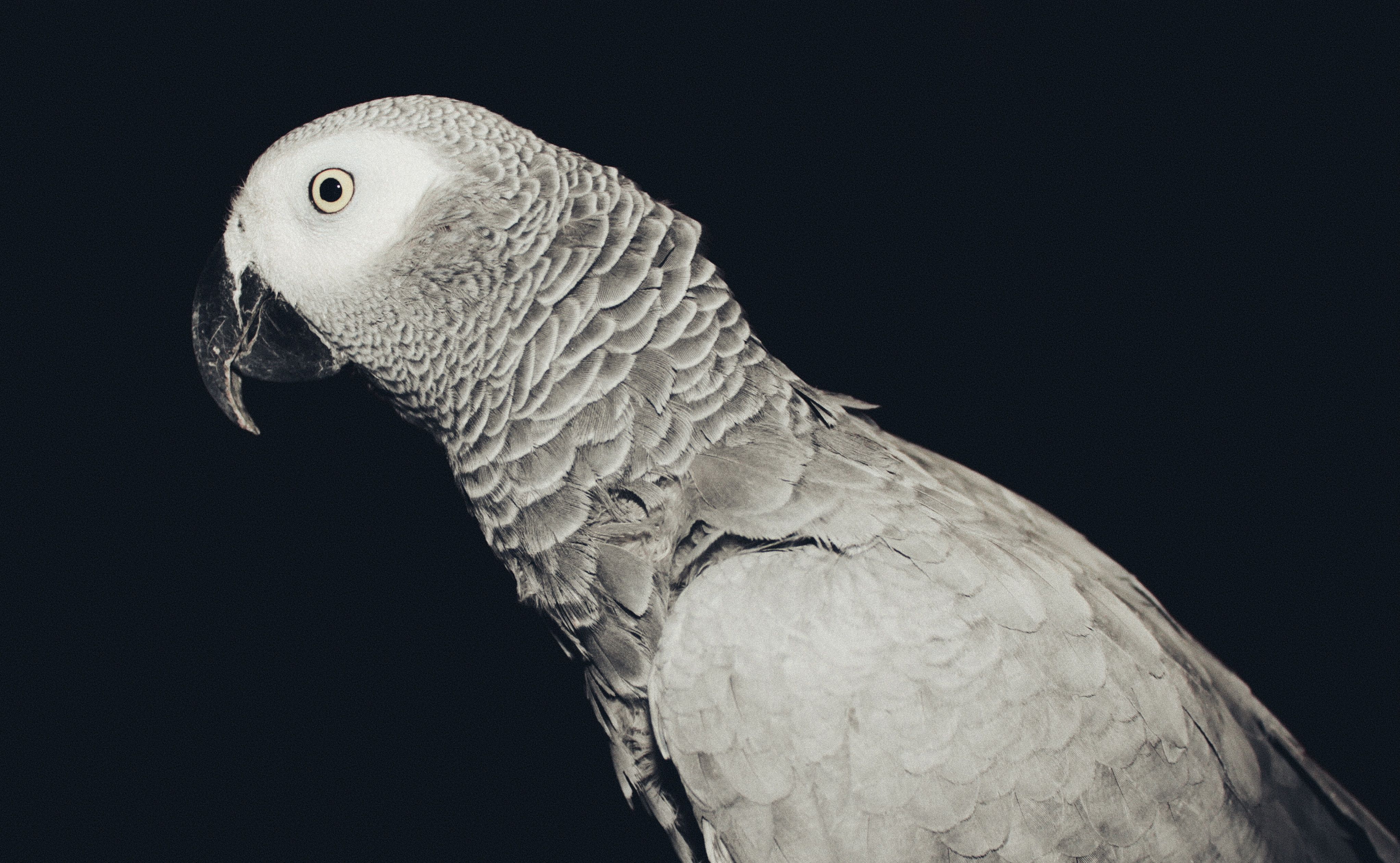 Close-Up Shot of a Grey Parrot · Free Stock Photo