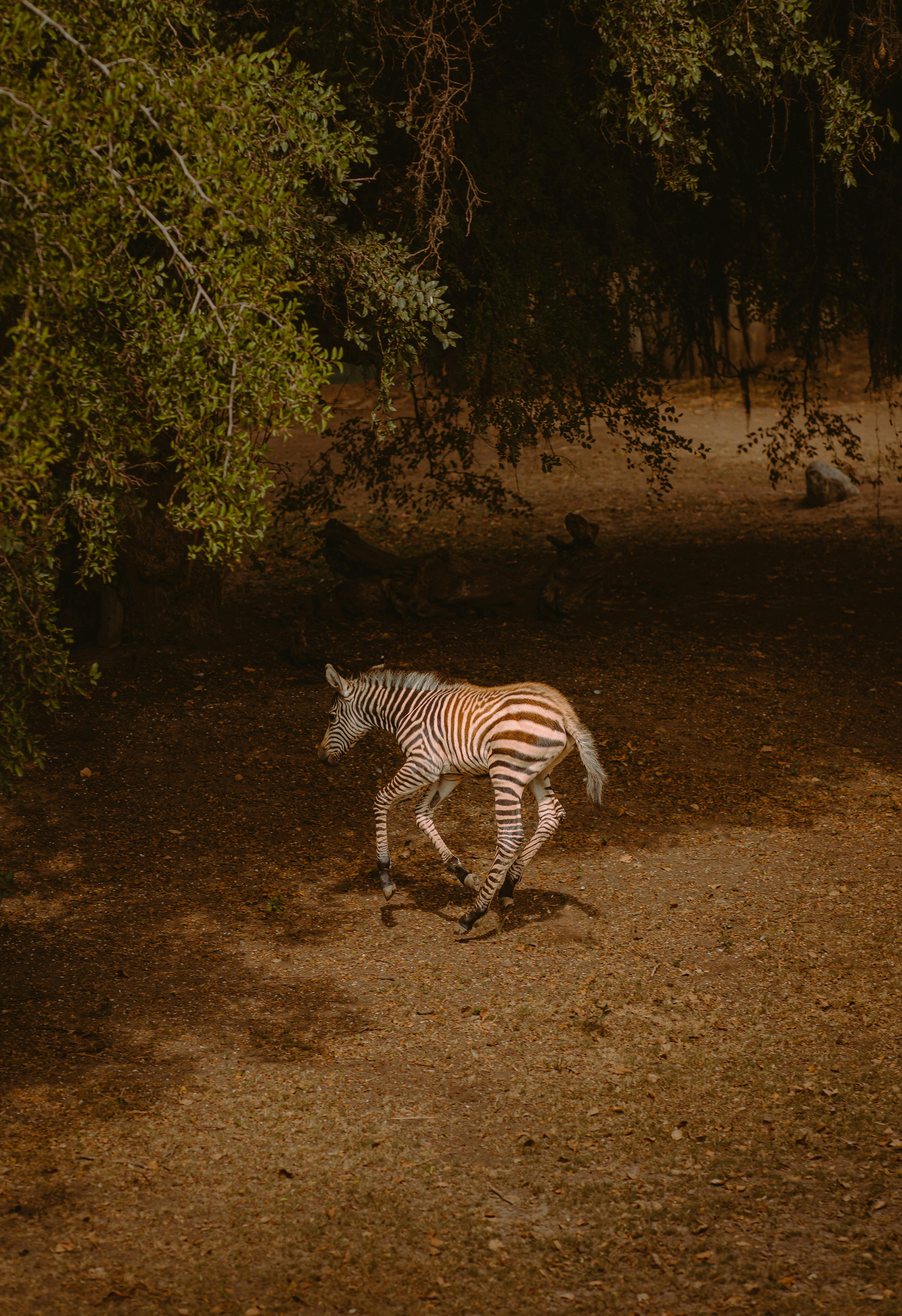 Zebra in Nature · Free Stock Photo
