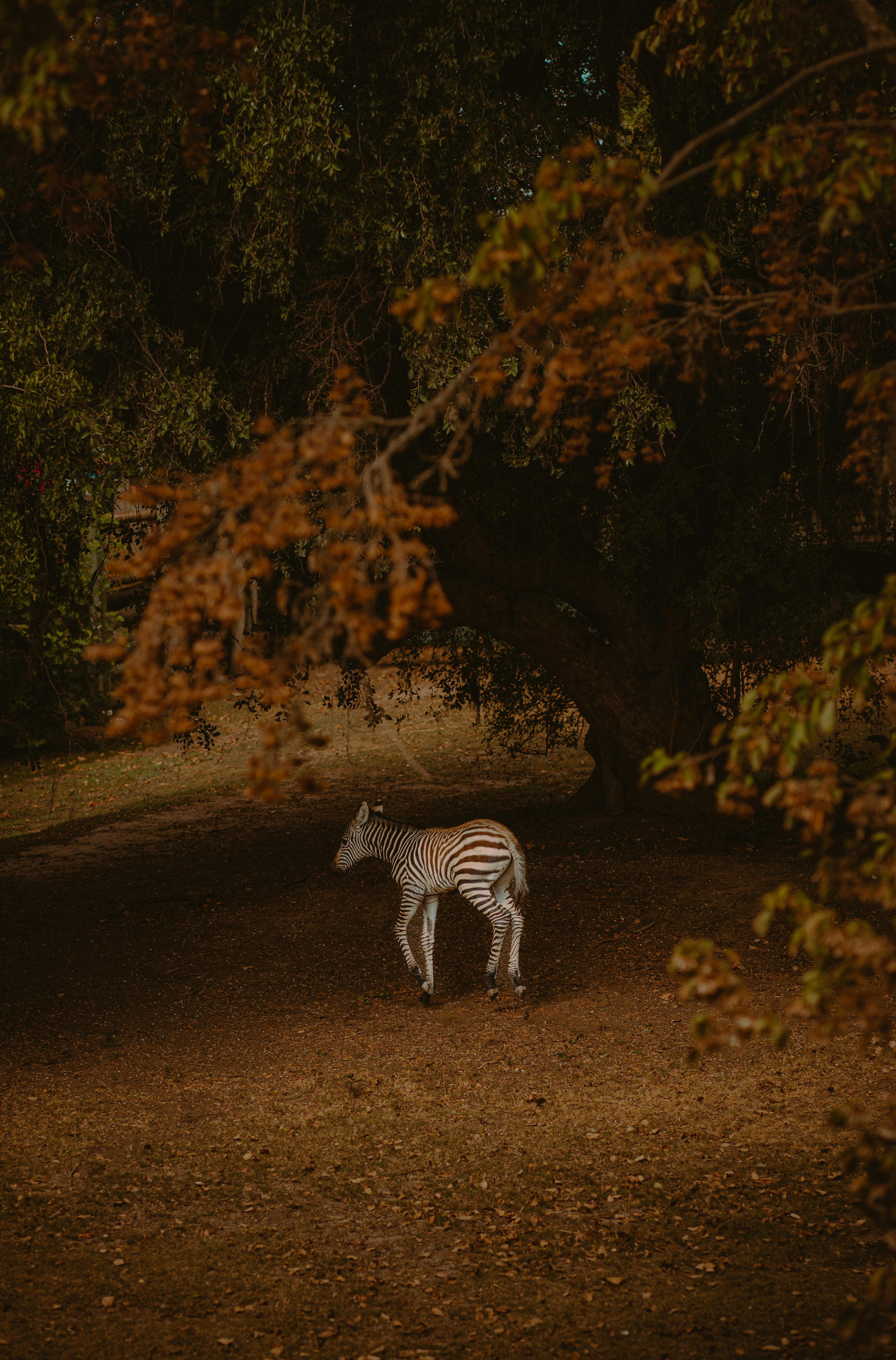 Zebra Colt among Trees · Free Stock Photo