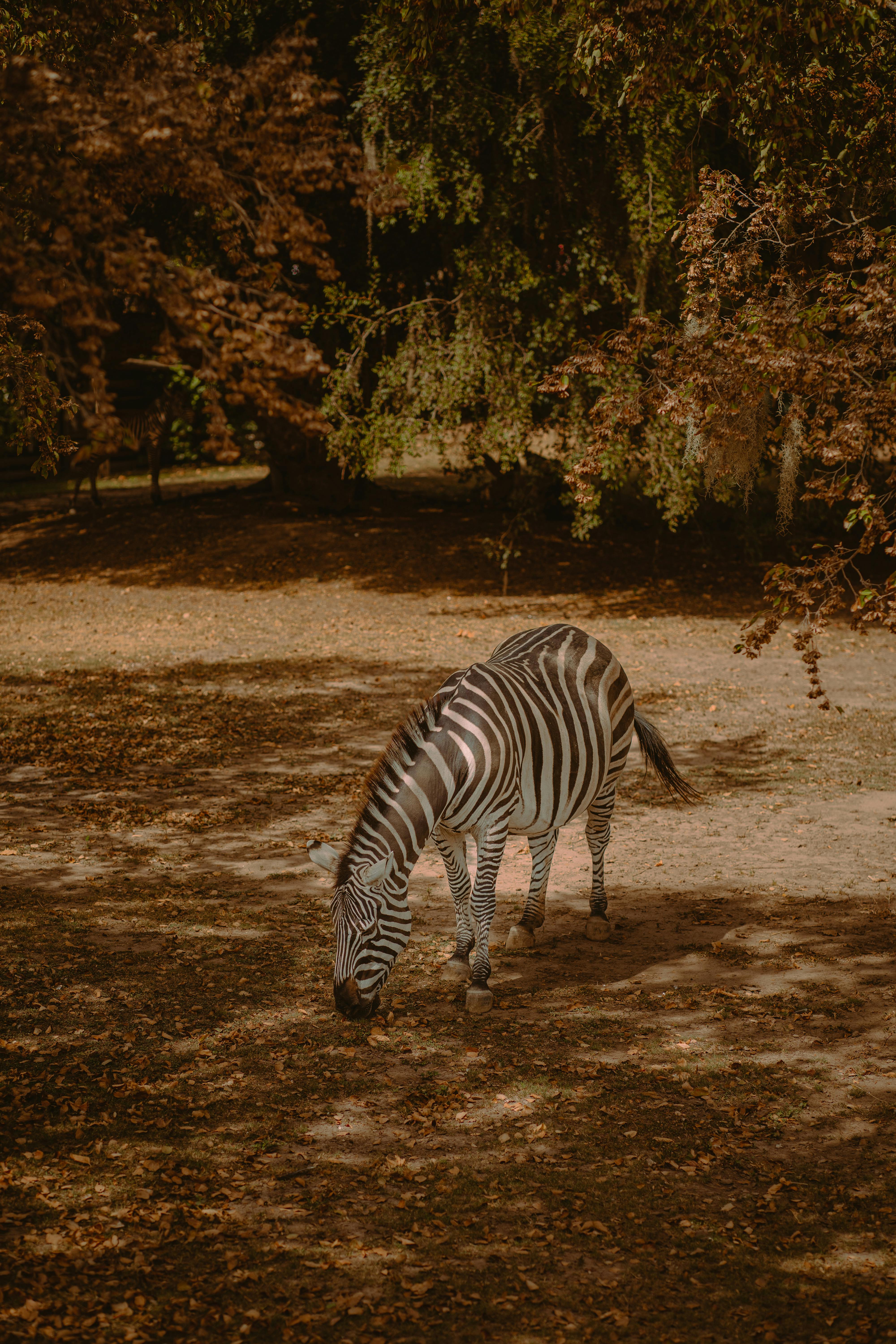 Zebra in Forest · Free Stock Photo