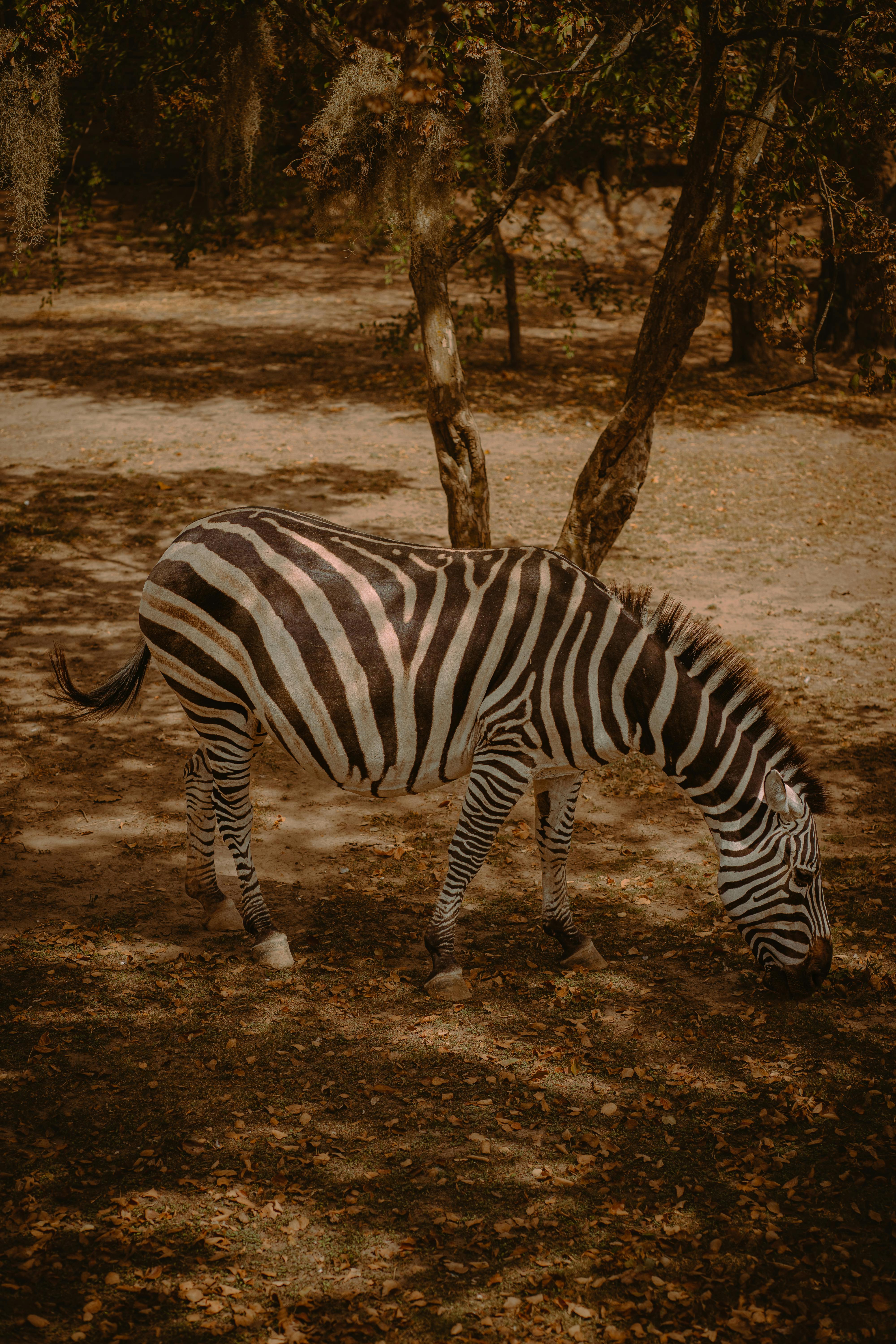 Zebra near Trees · Free Stock Photo