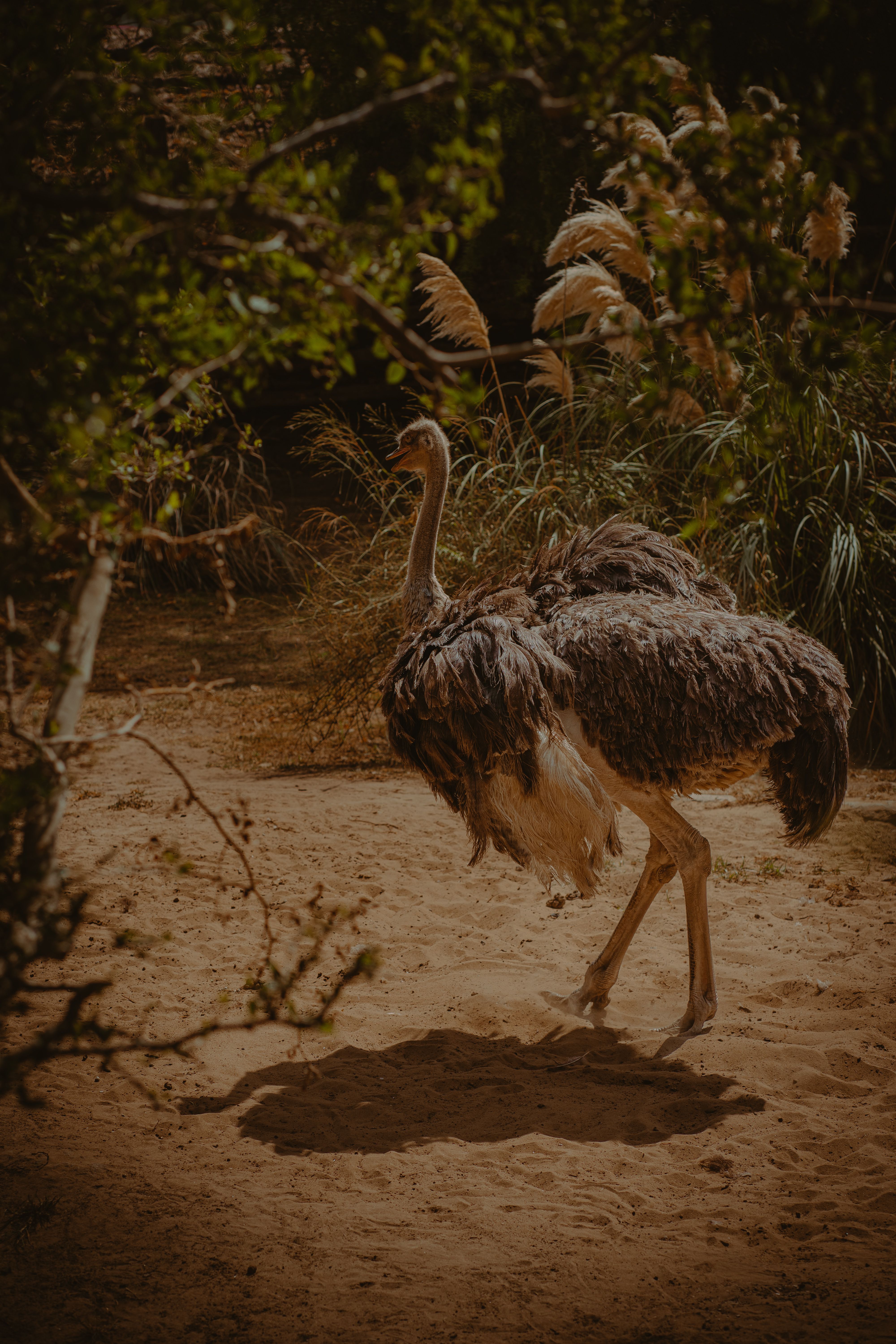 Ostrich Shadow Photos, Download The BEST Free Ostrich Shadow Stock ...