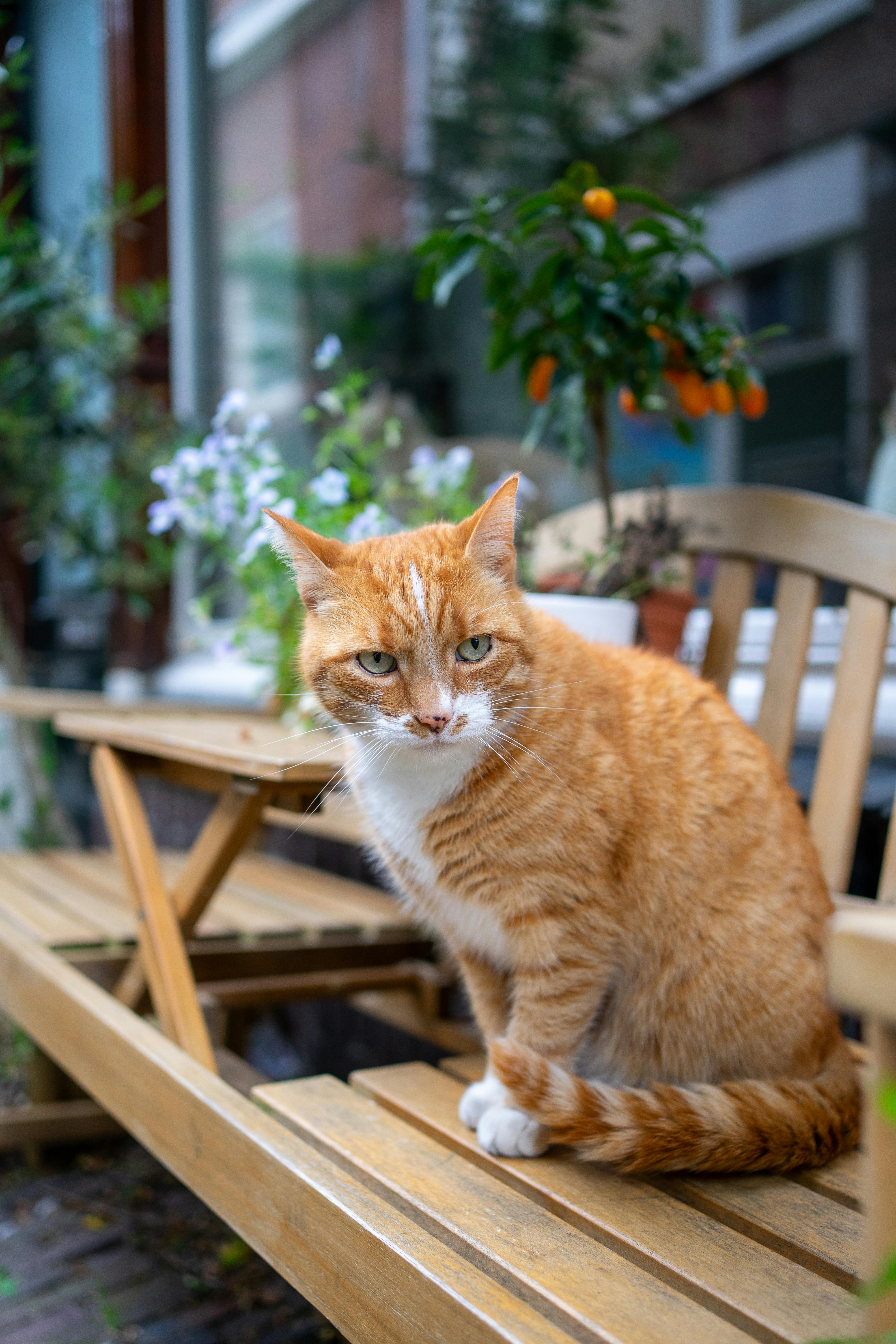 Ginger Cat Sitting on Bench · Free Stock Photo