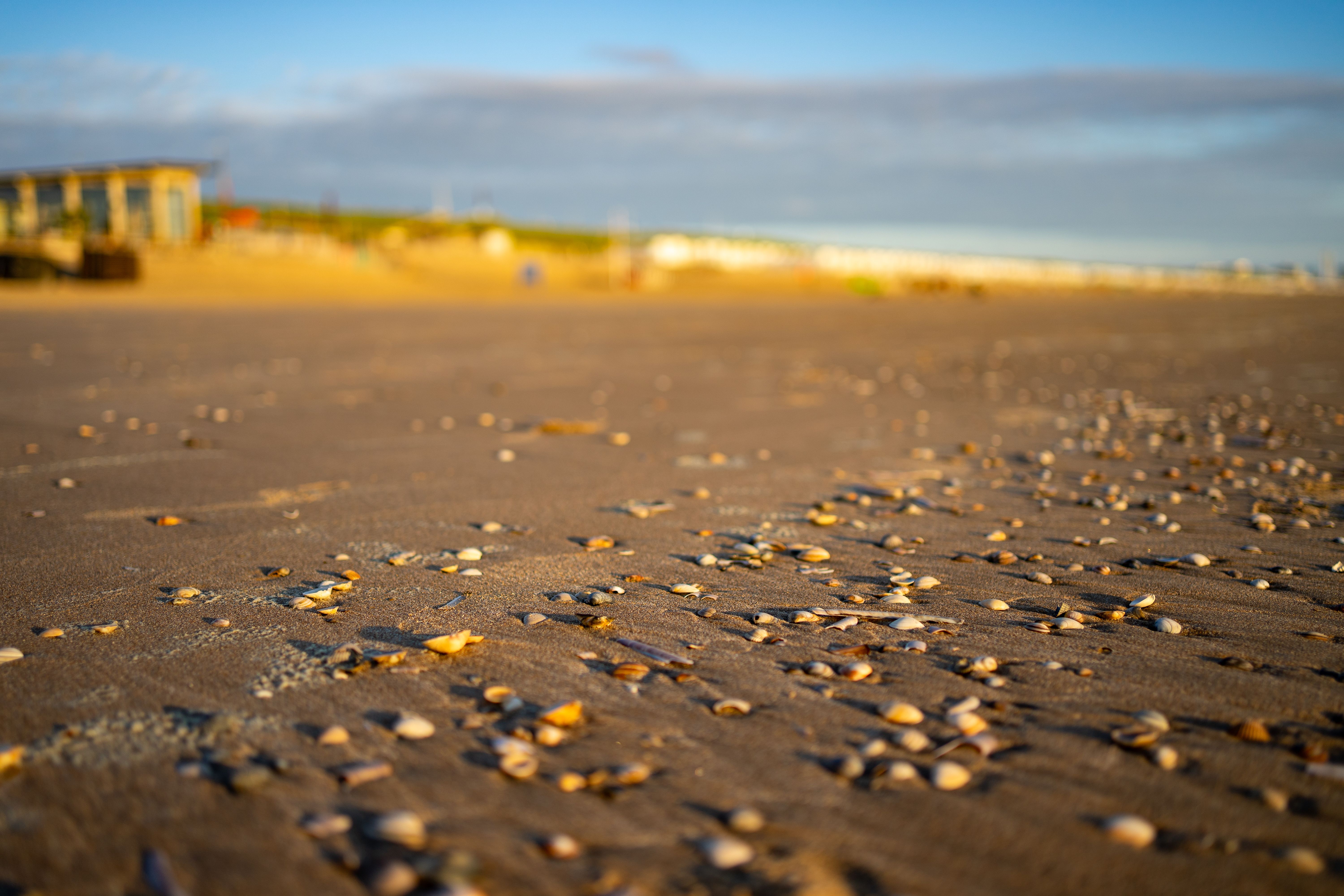 Close-up of Small Seashells Lying on the Beach · Free Stock Photo